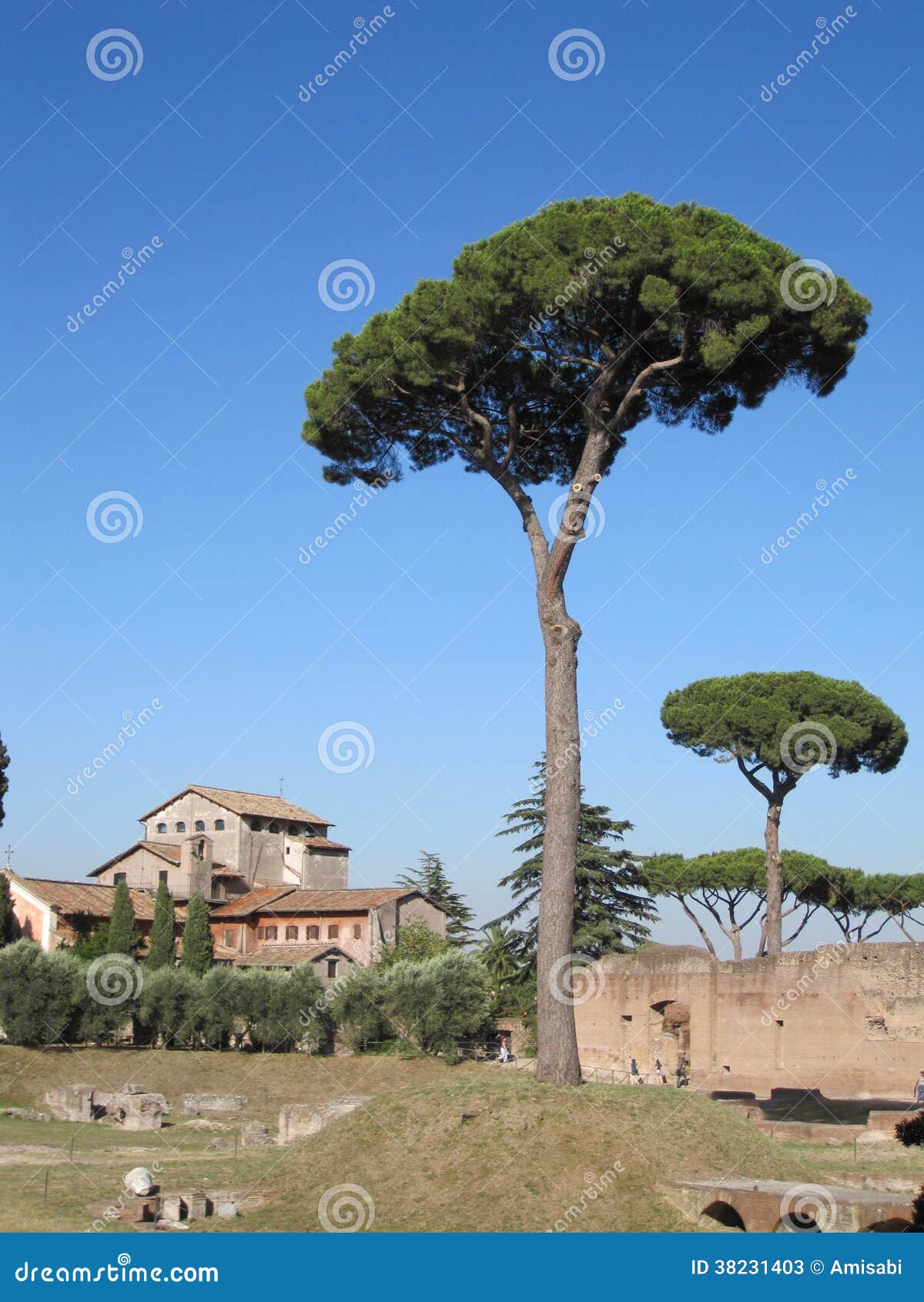 Pini al forum di Romani immagine stock. Immagine di estate - 38231403
