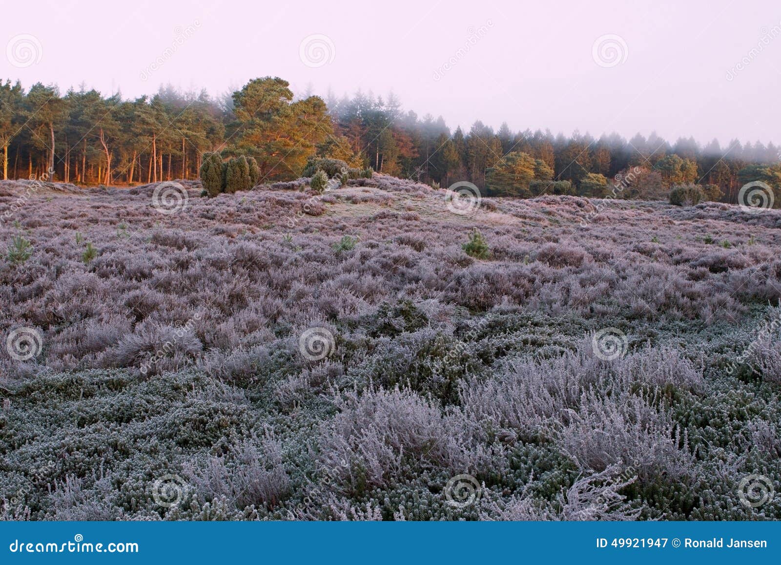 Pini Ed Erica Alla Luce Del Sol Levante Immagine Stock - Immagine di ...