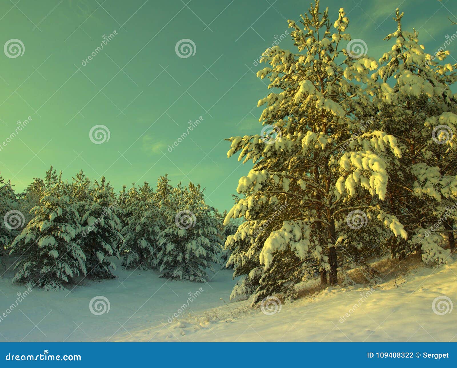 Pini innevati fotografia stock. Immagine di nevoso, sunlight - 109408322