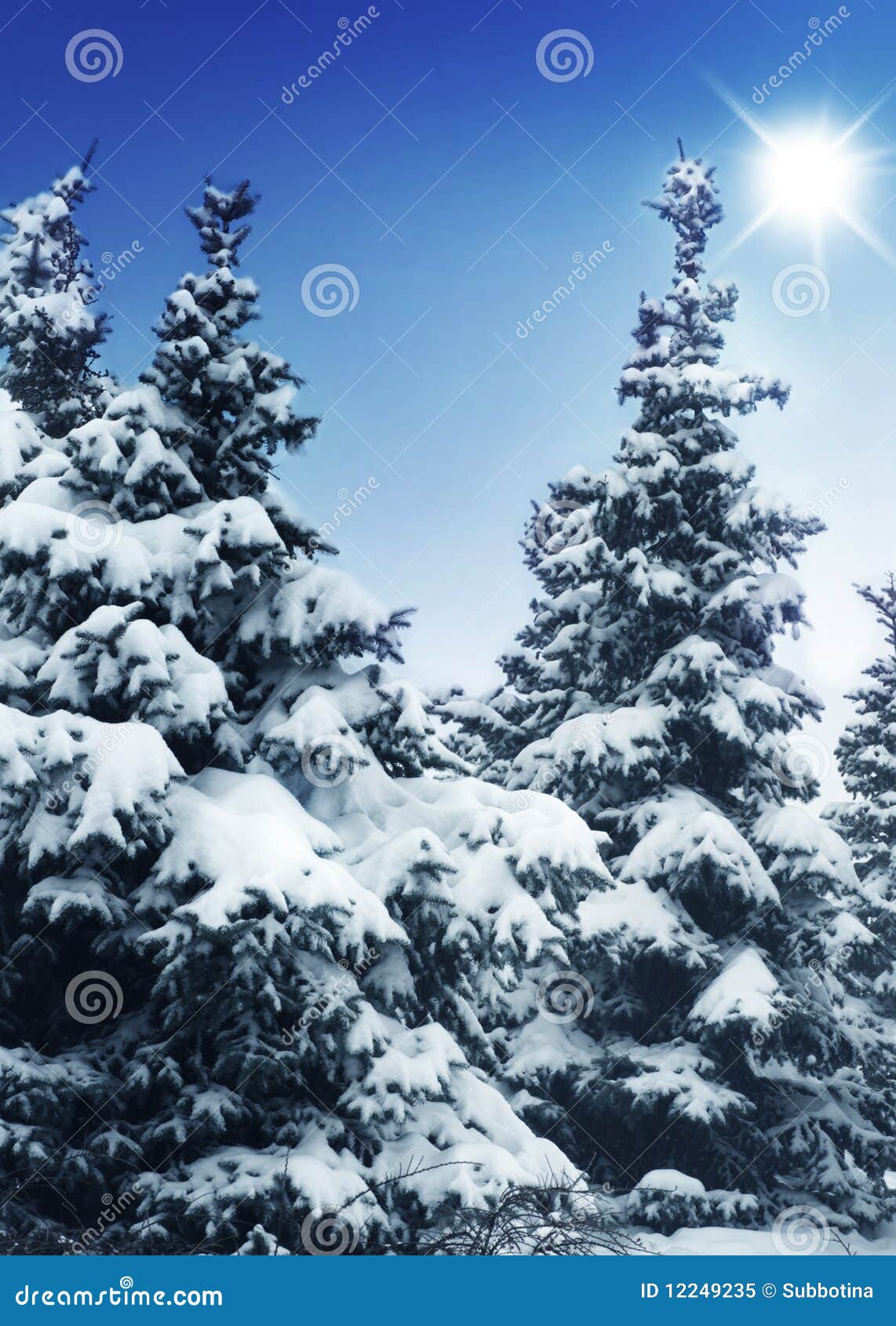 PINI INNEVATI immagine stock. Immagine di isolato, filiale - 12249235