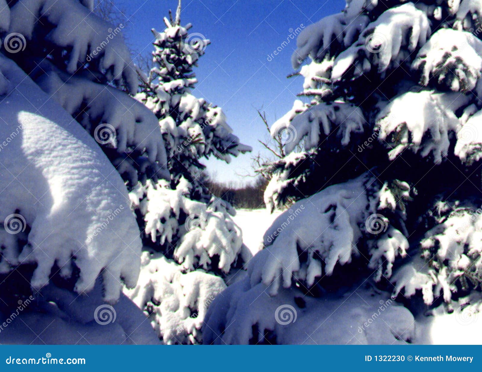 Pini innevati fotografia stock. Immagine di verde, pini - 1322230