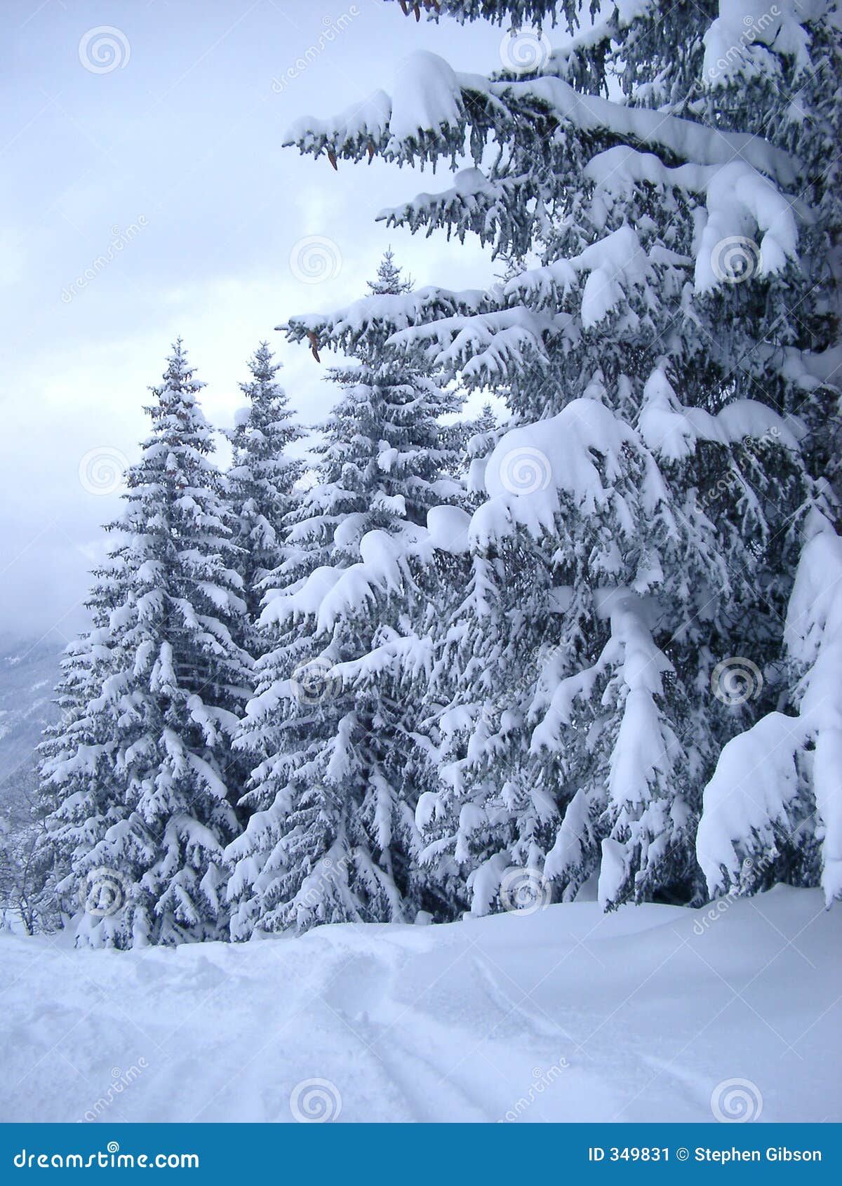 Pini innevati immagine stock. Immagine di nevicato, pelliccia - 349831