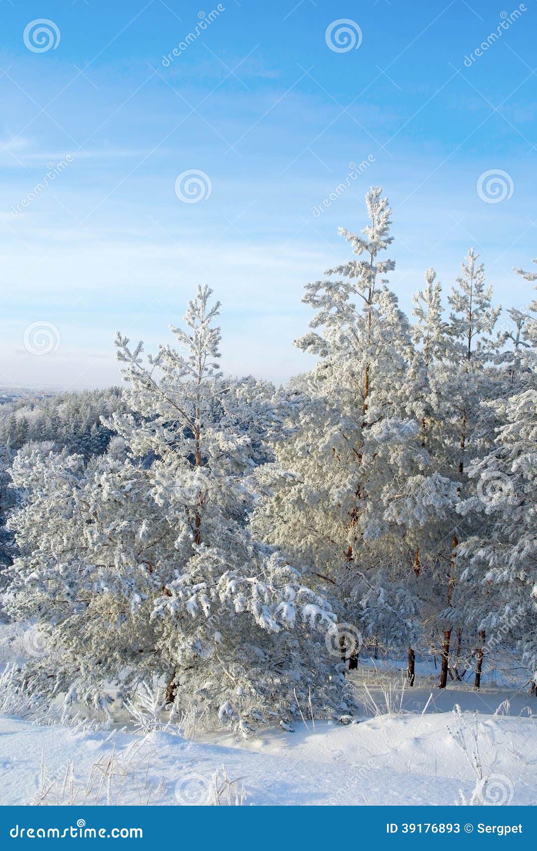 Pini innevati immagine stock. Immagine di ambiente, paesaggio - 39176893