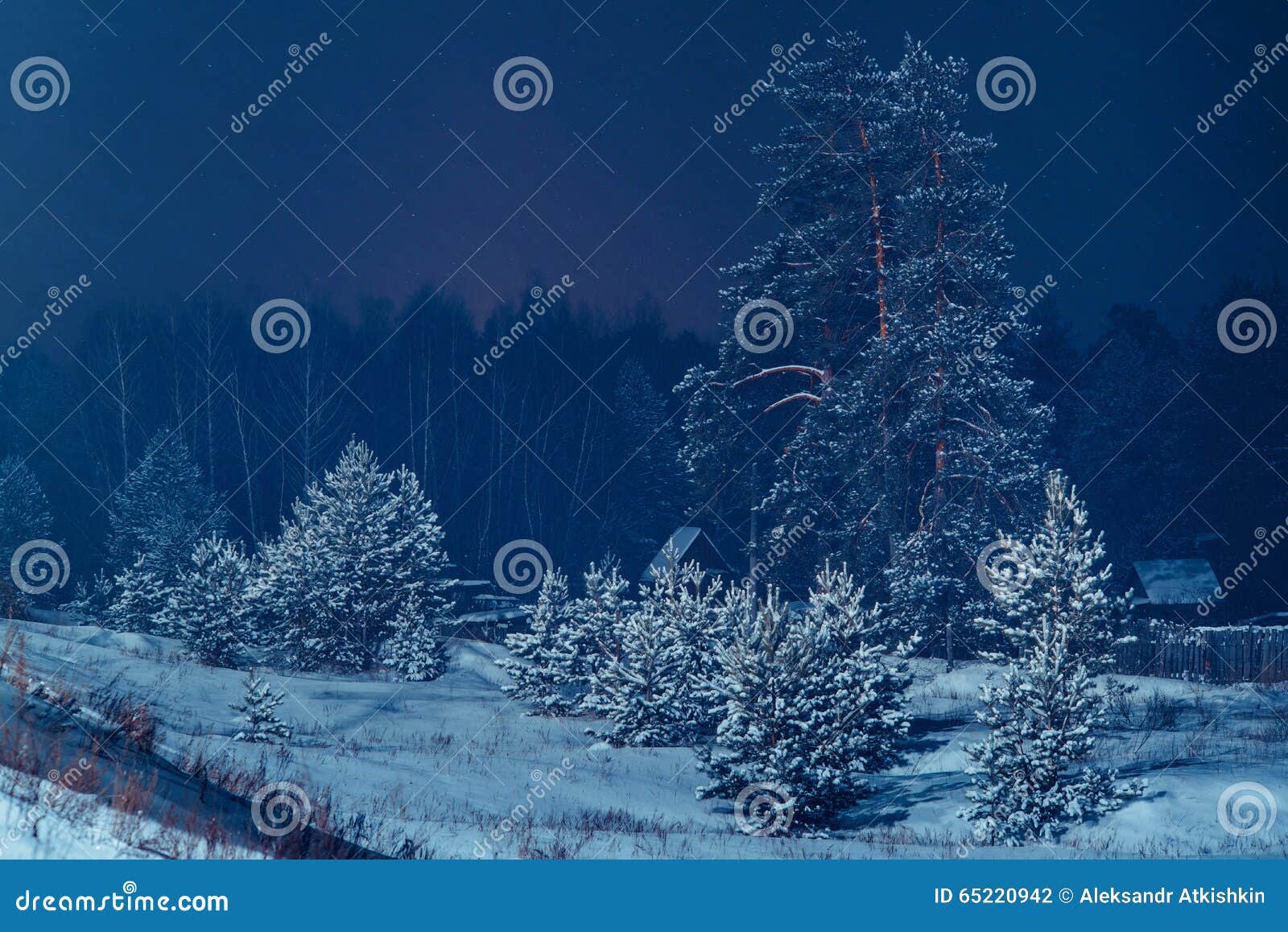 Pini innevati fotografia stock. Immagine di freddo, feste - 65220942