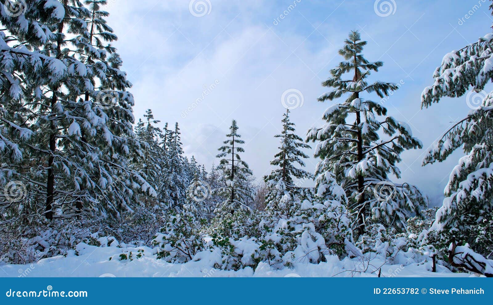 Pini innevati di Tahoe fotografia stock. Immagine di sierra - 22653782