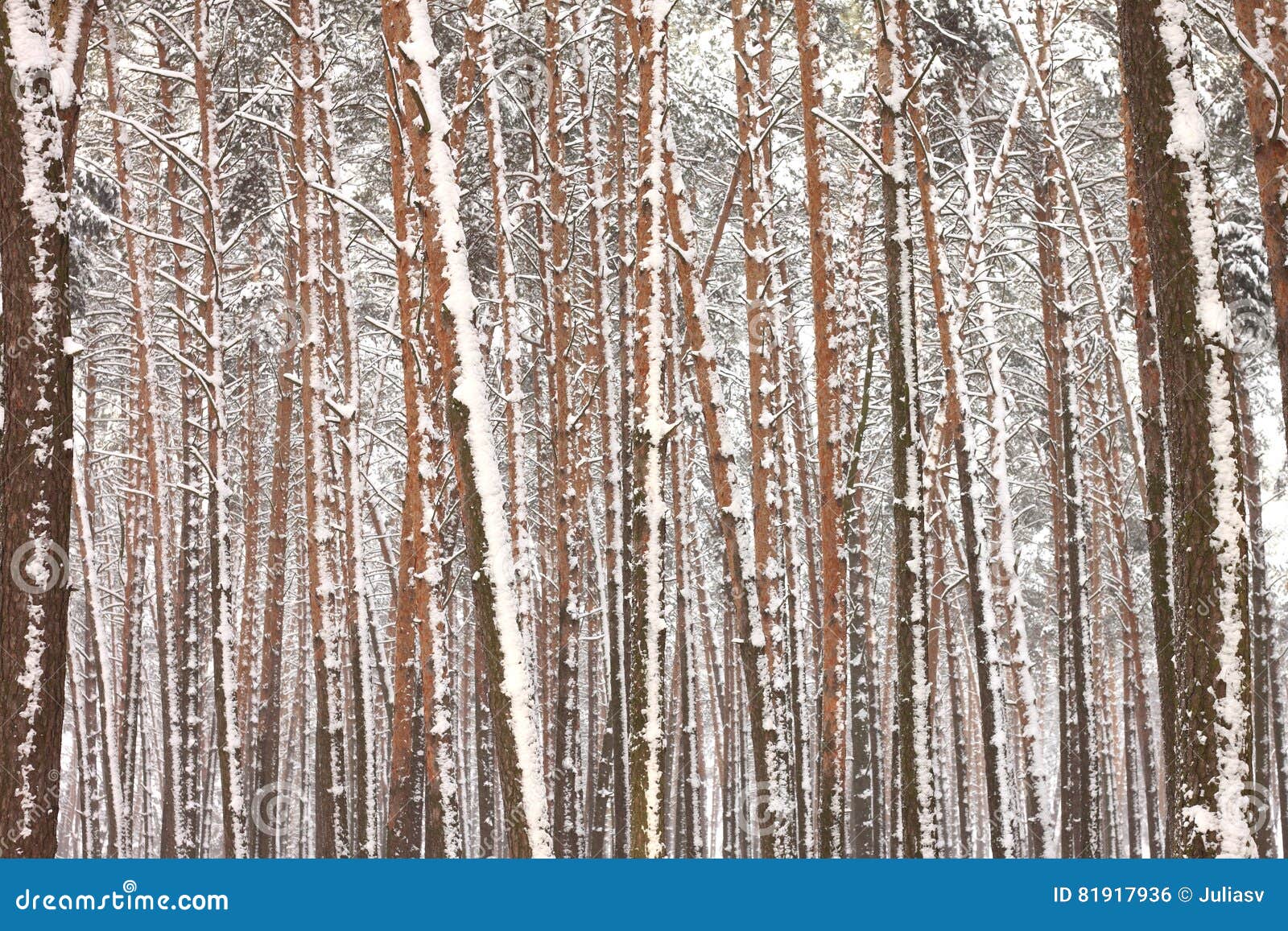 Pini Innevati Nella Foresta Di Inverno Fotografia Stock - Immagine di ...