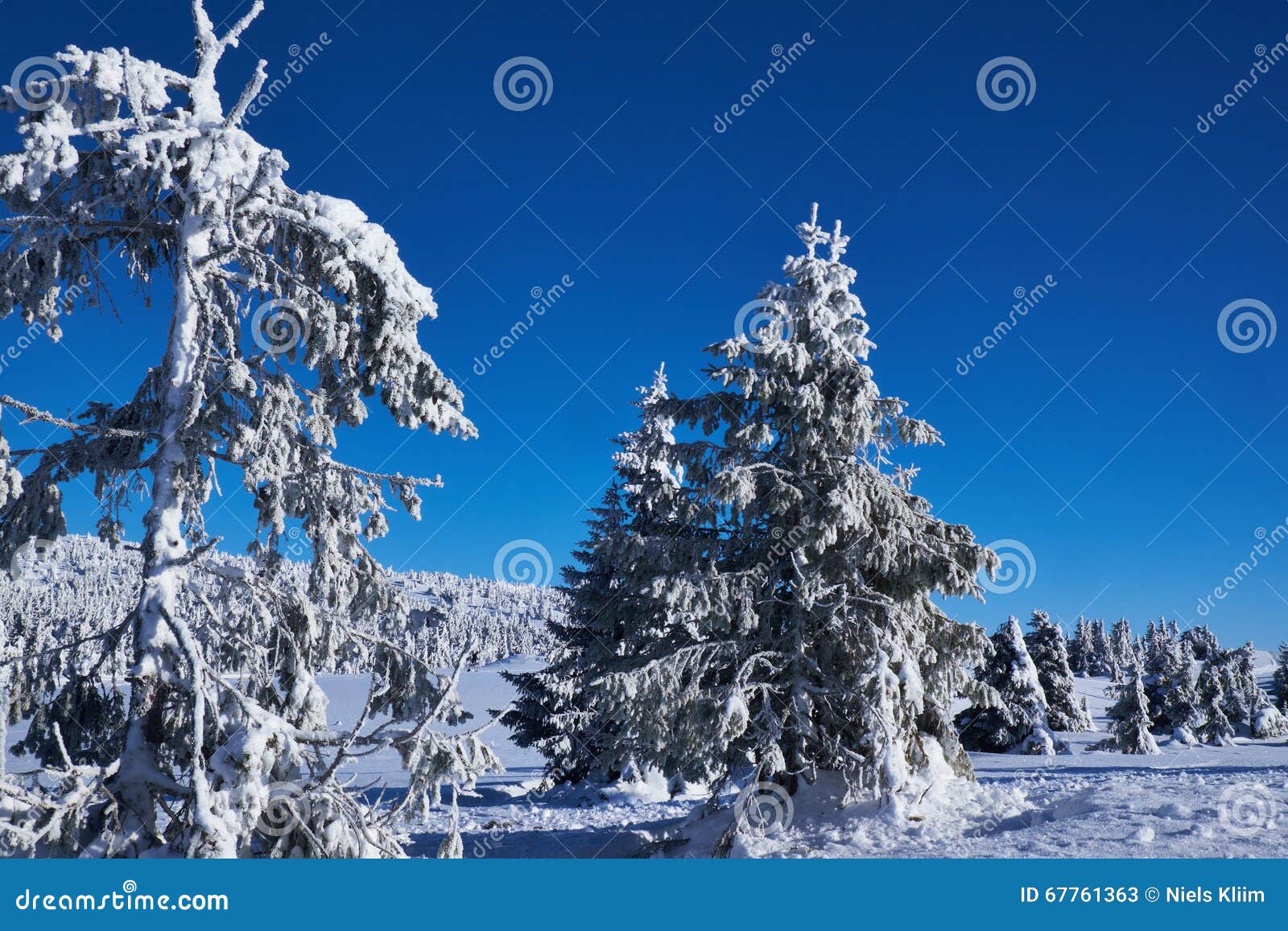 Pini innevati in Norvegia immagine stock. Immagine di scenico - 67761363