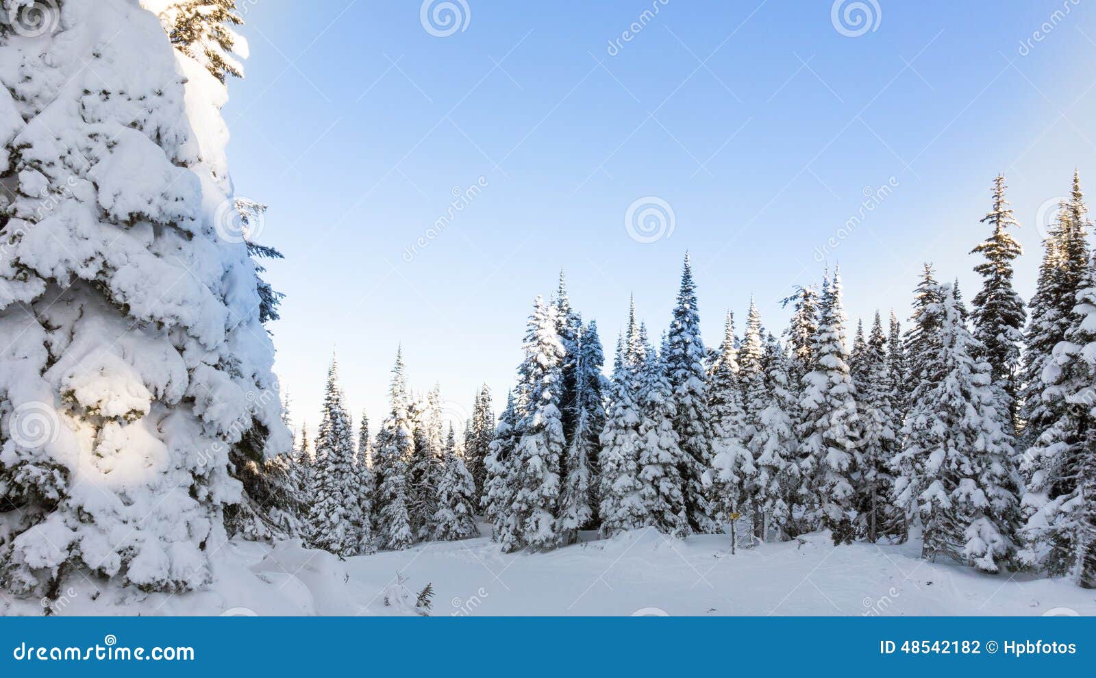 Pini Innevati Sotto I Cieli Blu Fotografia Stock - Immagine di nave ...