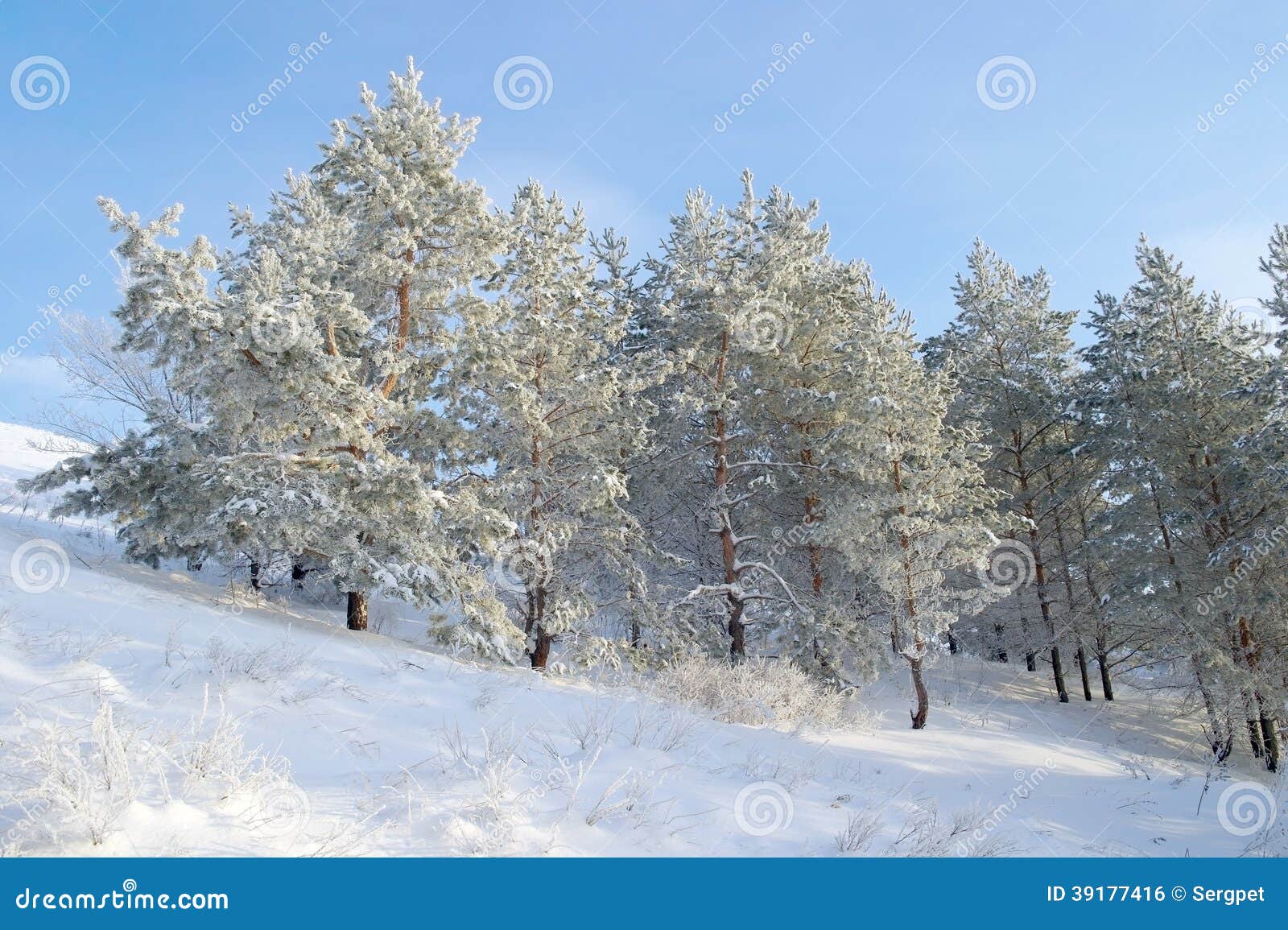 Pini Innevati Sulla Collina Fotografia Stock - Immagine di natale ...