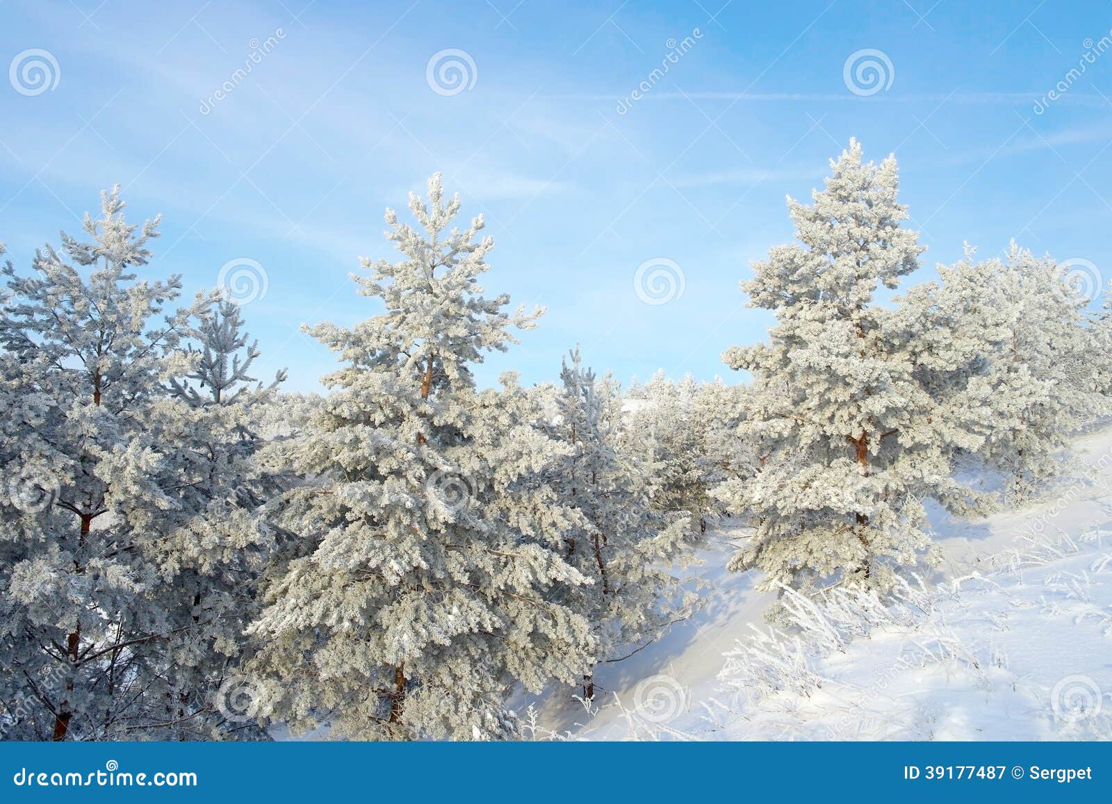 Pini Innevati Sulla Collina Immagine Stock - Immagine di foresta ...