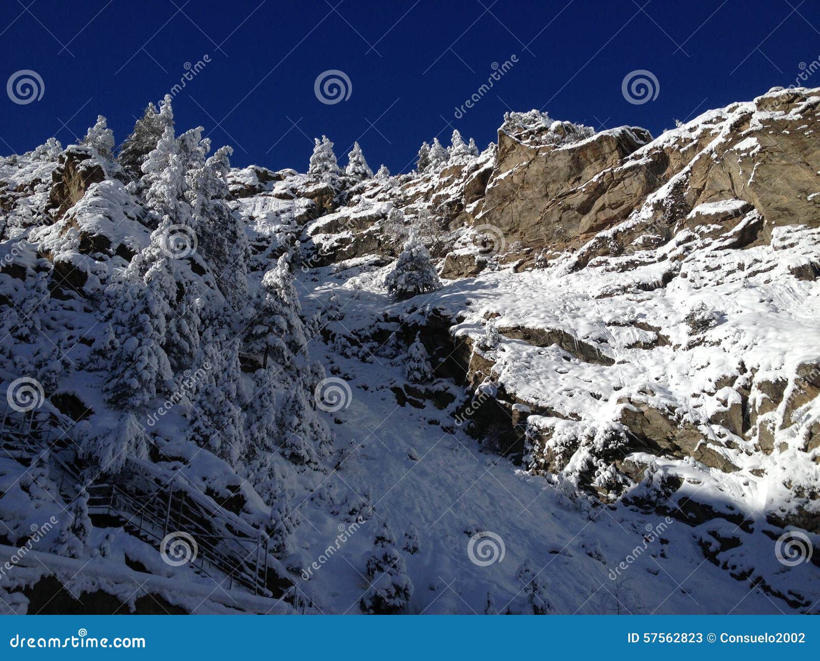 Pini Innevati Sulla Montagna Immagine Stock - Immagine di montagna ...