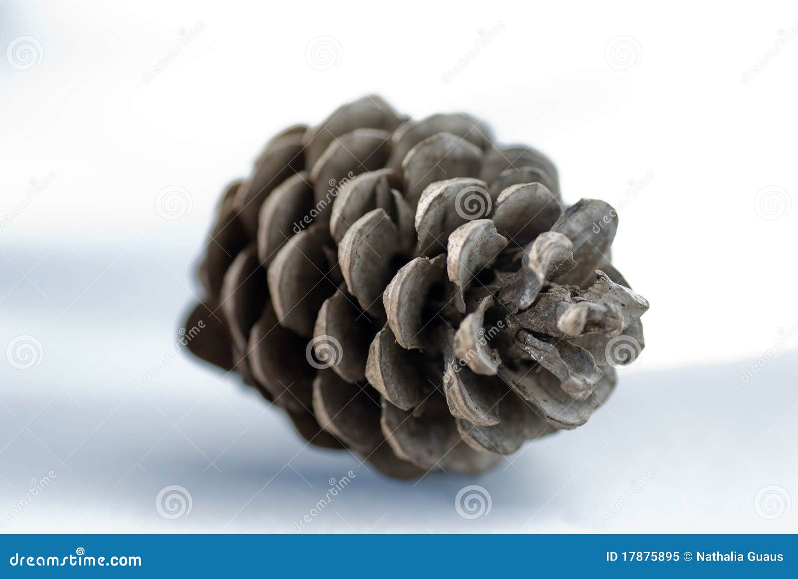 Pinion stock image. Image of tree, floriculture, wild - 17875895