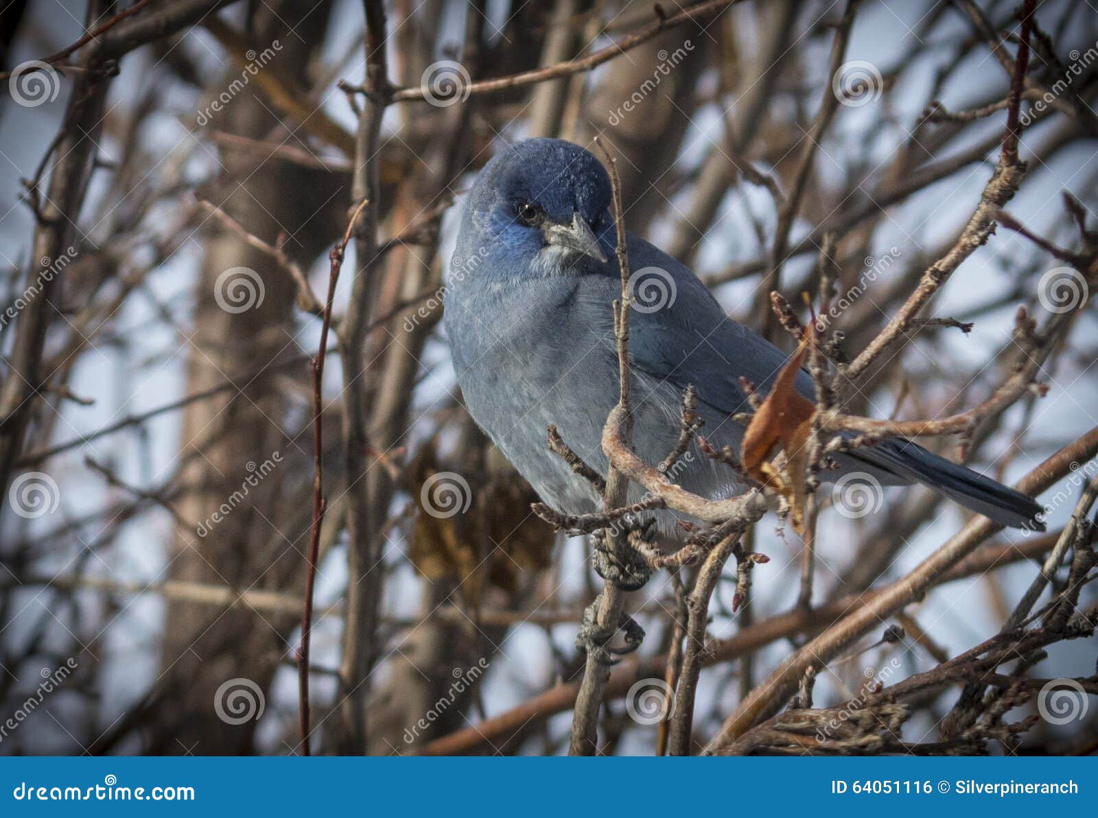 Pinion Jay stock photo. Image of animals, bird, nature - 64051116