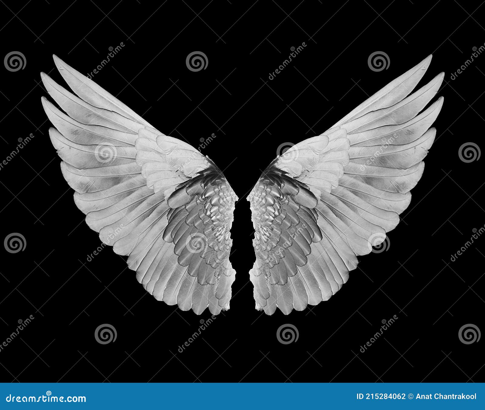 Pinion on the Sprawling White Stock Photo - Image of bird, fantasy ...