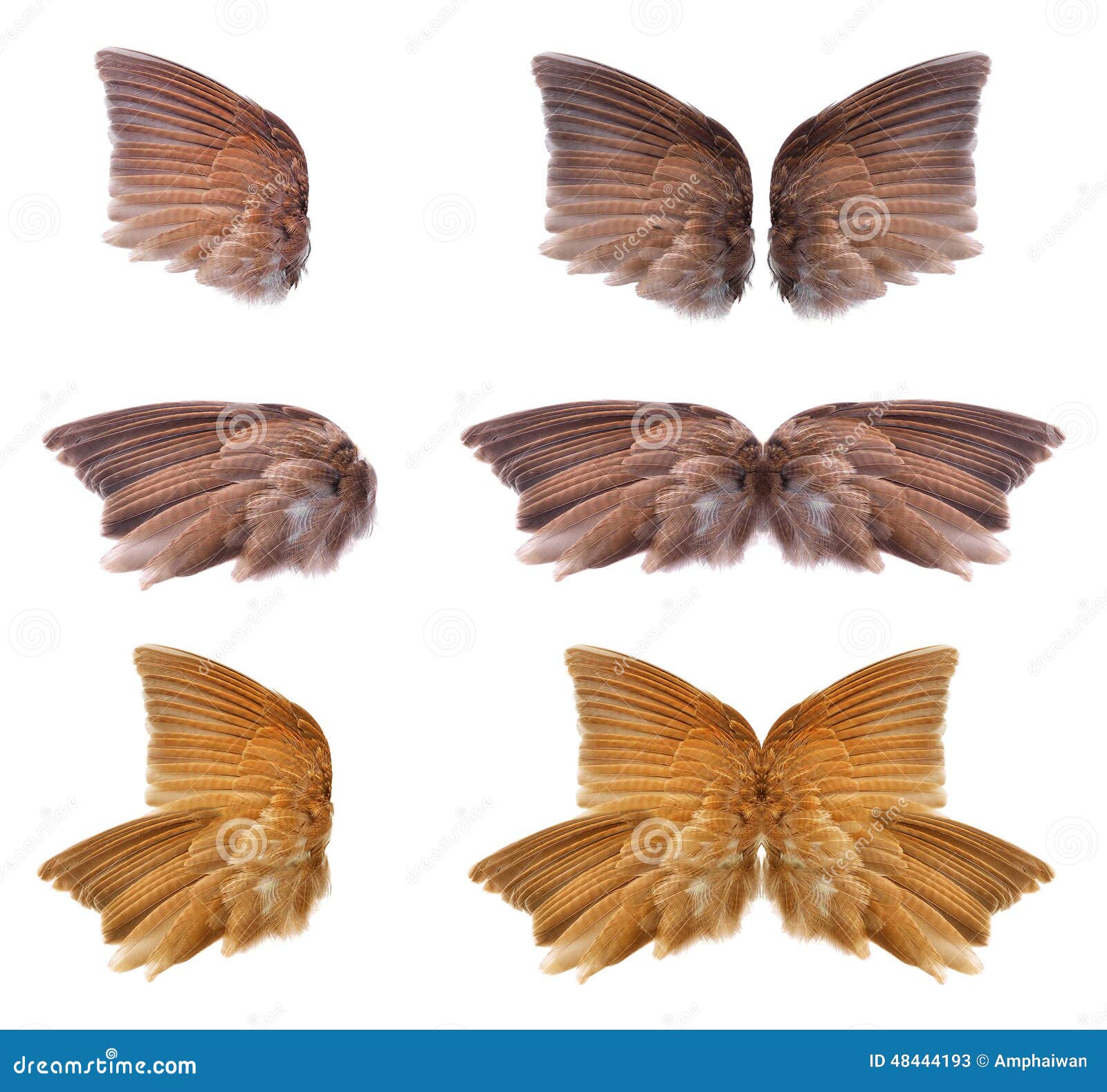 Pinion Joint Bird at Angela Rich blog