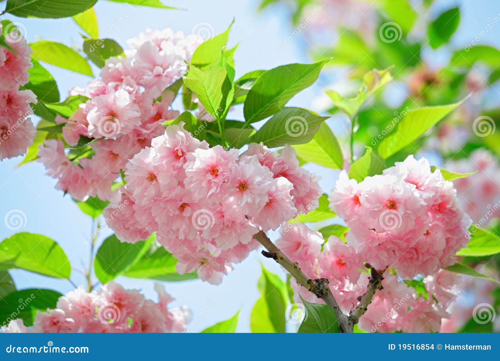 Sakura Blossom In Garden With Pathway Royalty-Free Stock Photography ...