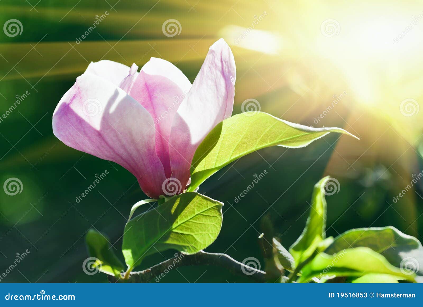 Pink Abloom Magnolia Flower in Sunny Spring Day Stock Image - Image of ...