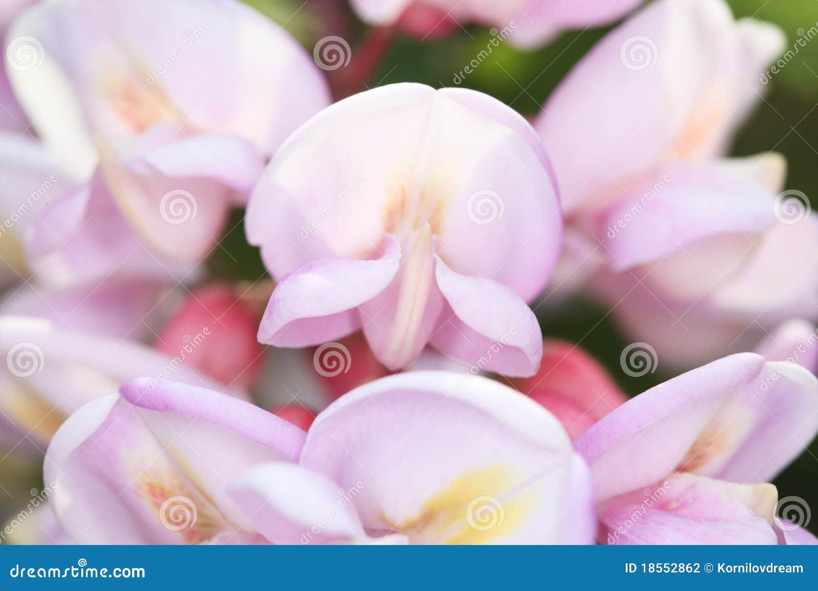 Pink Acacia Flowers On A White Background. Decorative Flower Border ...