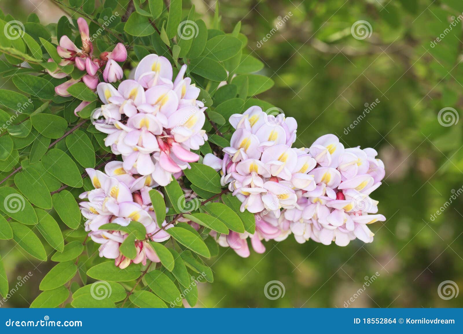 Pink Acacia Flowers On A White Background. Decorative Flower Border ...