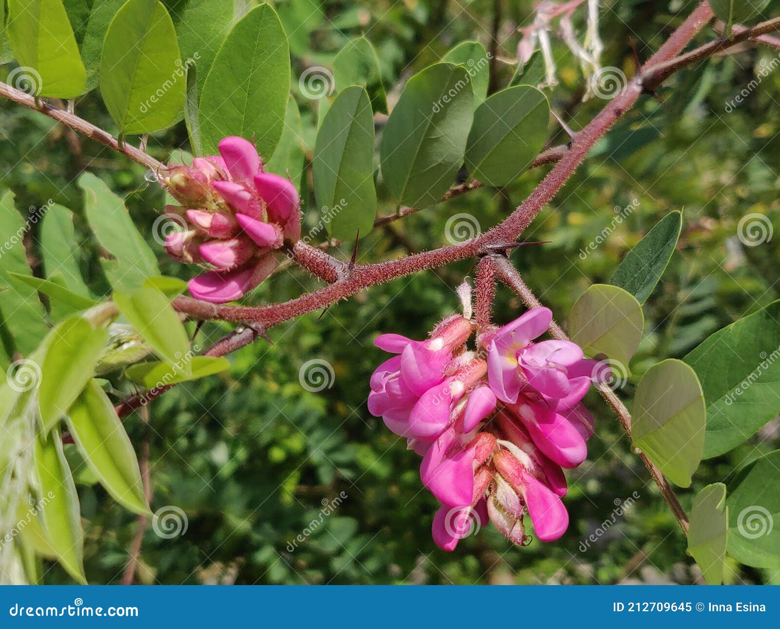 Acacia pink stock image. Image of acacia, fresh, green - 212709645