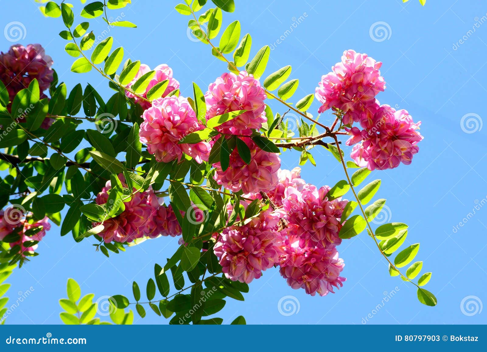 Pink Acacia Flowers on Blue Sky Background Stock Image - Image of ...