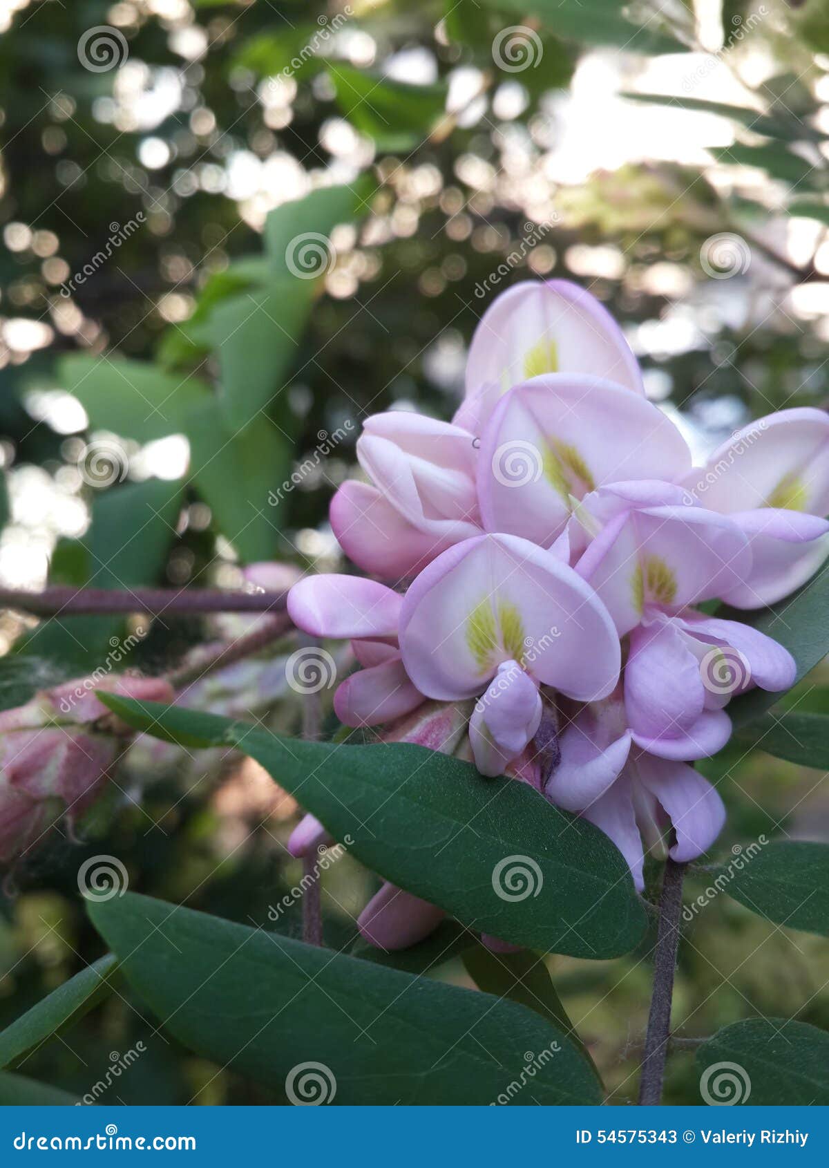 Pink acacia flowers stock image. Image of tree, pinc - 54575343
