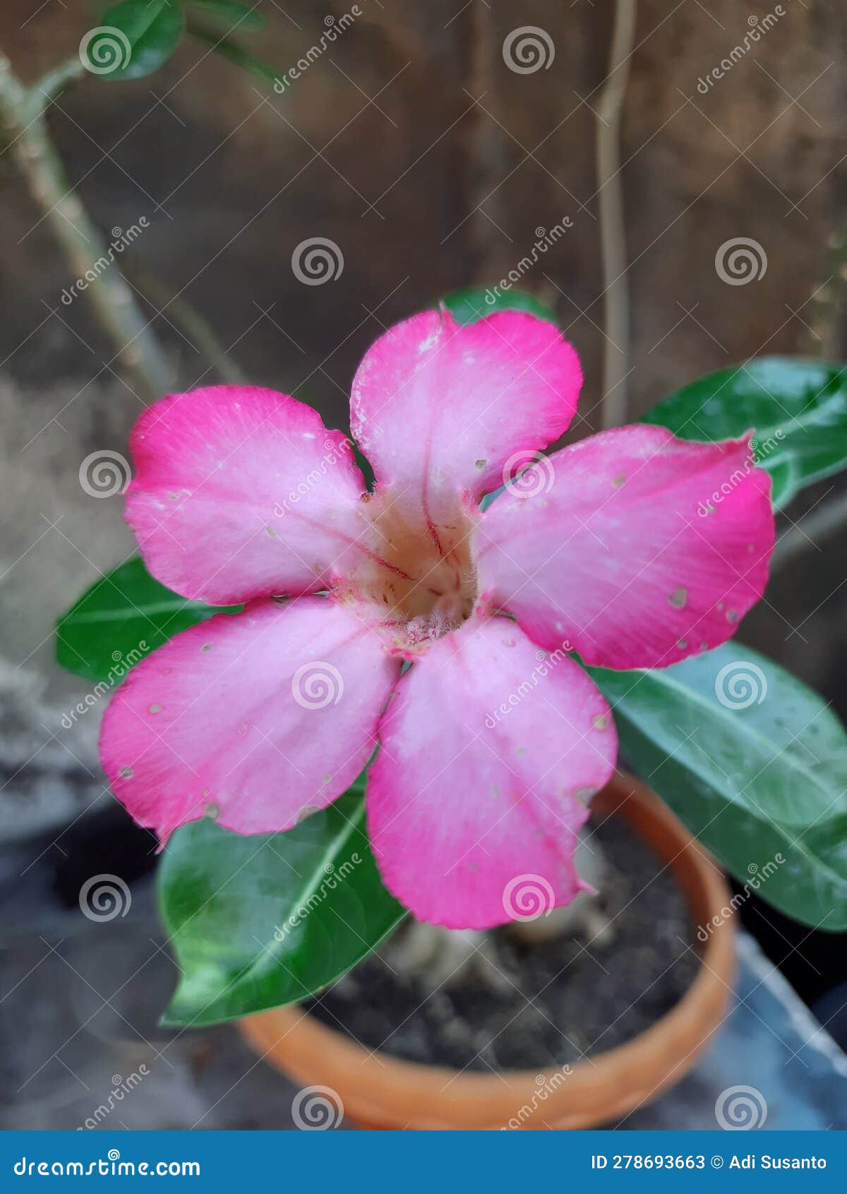 Pink Adenium Desert Roses On Pot Close Up Stock Image Image Of Flower