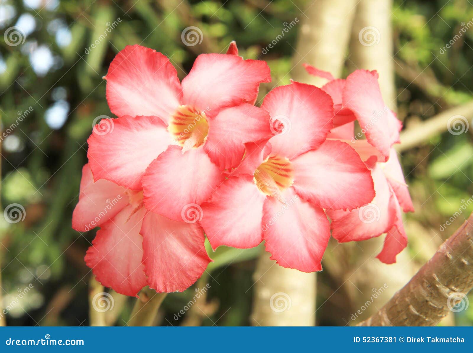 Pink Adenium flower stock image. Image of foliage, beautiful - 52367381
