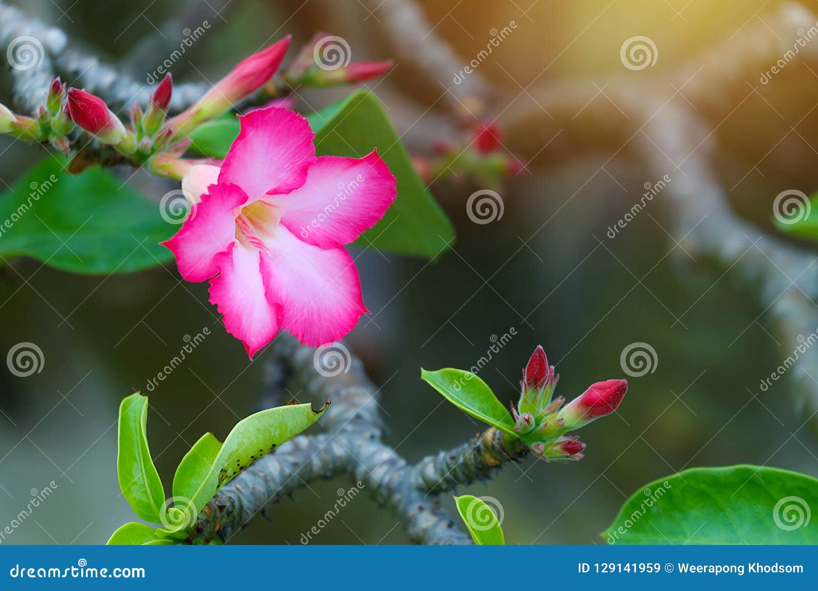 Pink Adenium flowers stock image. Image of tree, beautiful - 129141959
