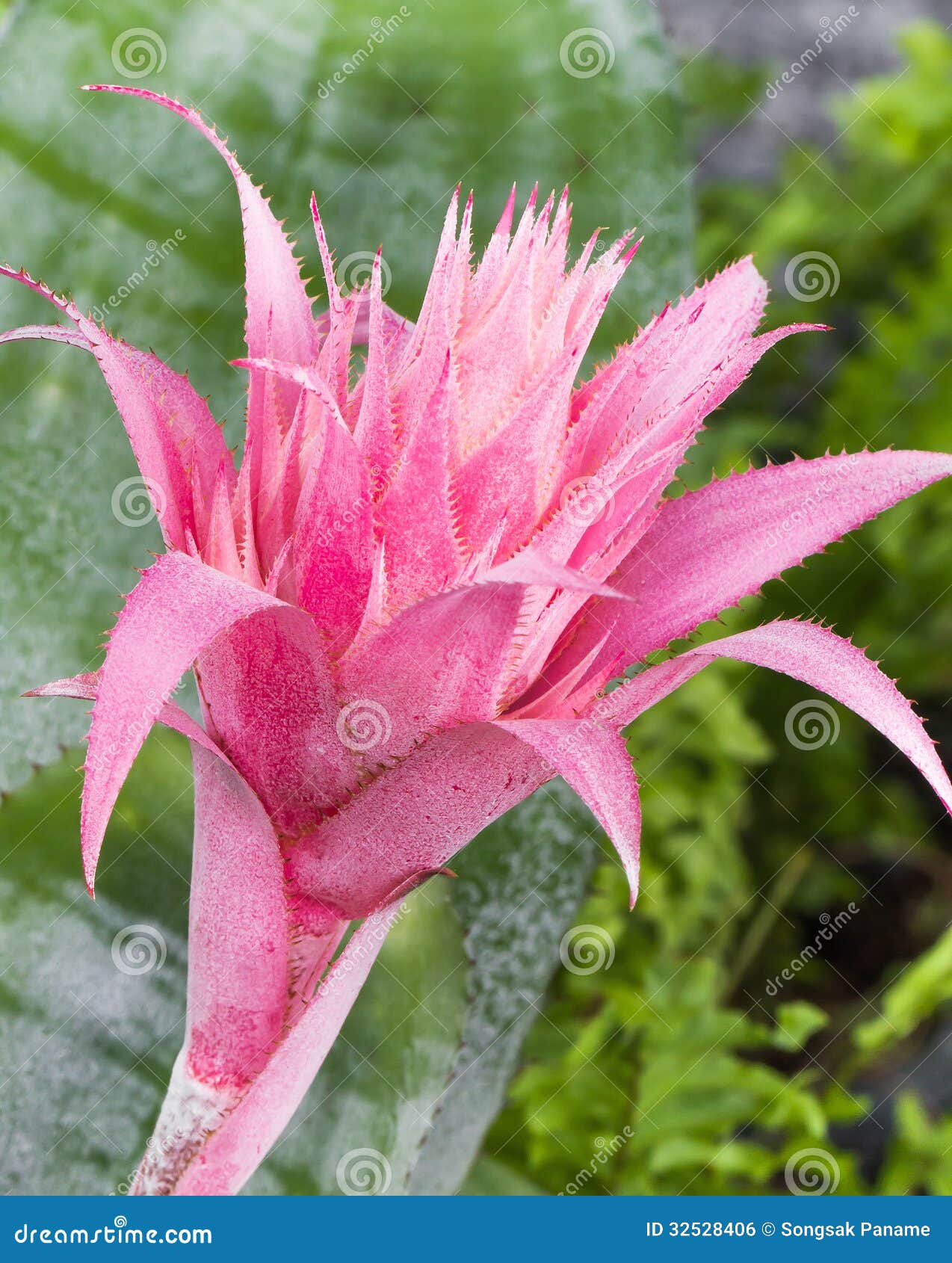 Pink Aechmea Fasciata stock photo. Image of fasciata - 32528406