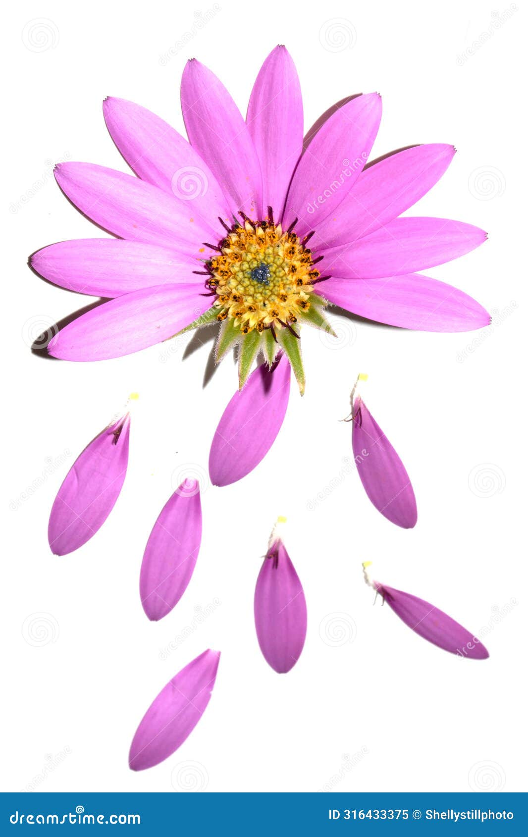 Pink African Daisy Flower with Flying Falling Petals on White ...