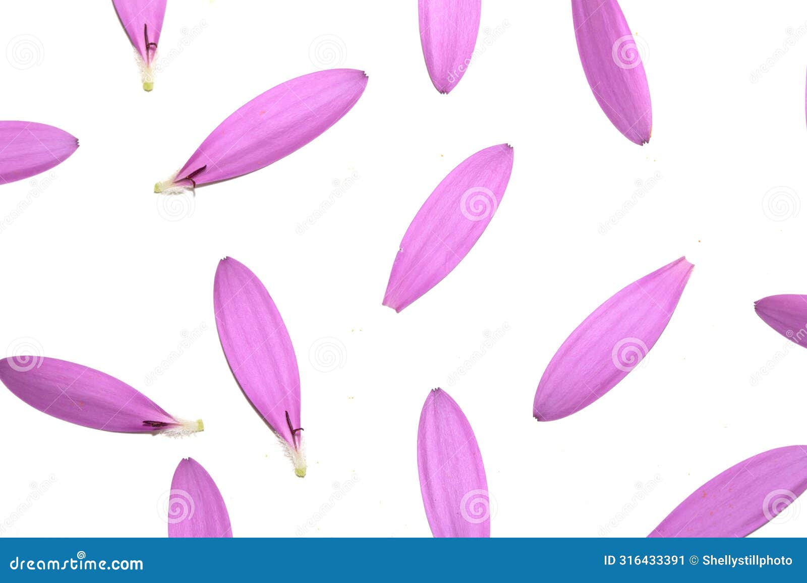 Pink African Daisy Flower with Flying Falling Petals on White ...