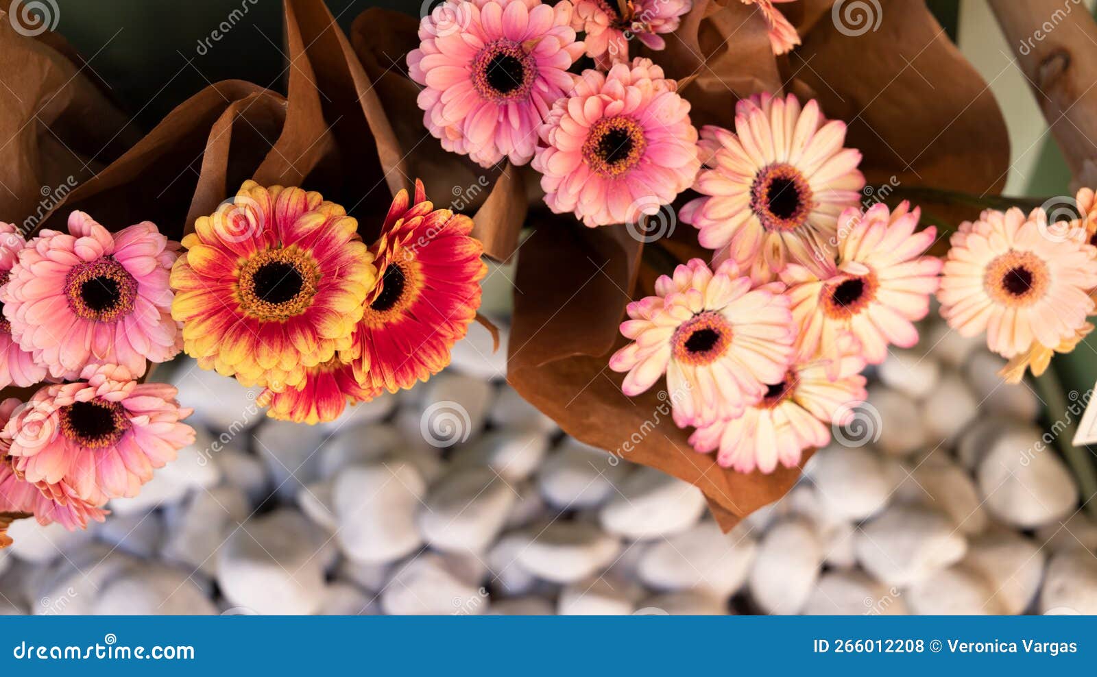 Pink African Daisy Plants at the Florist Stock Photo - Image of bunch ...