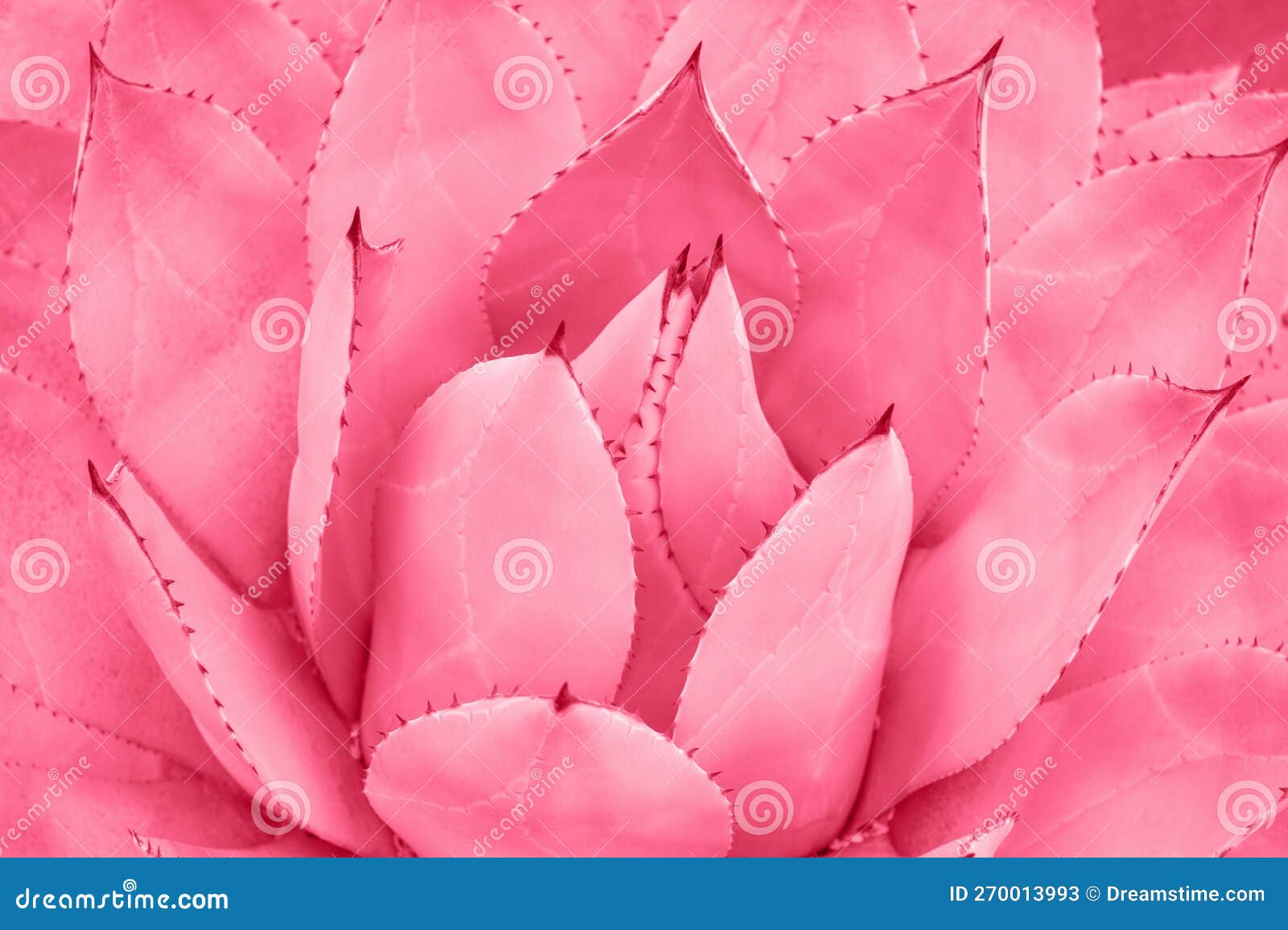 Pink Agave Plant Close-up, Texture and Natural Background. Stock Image ...
