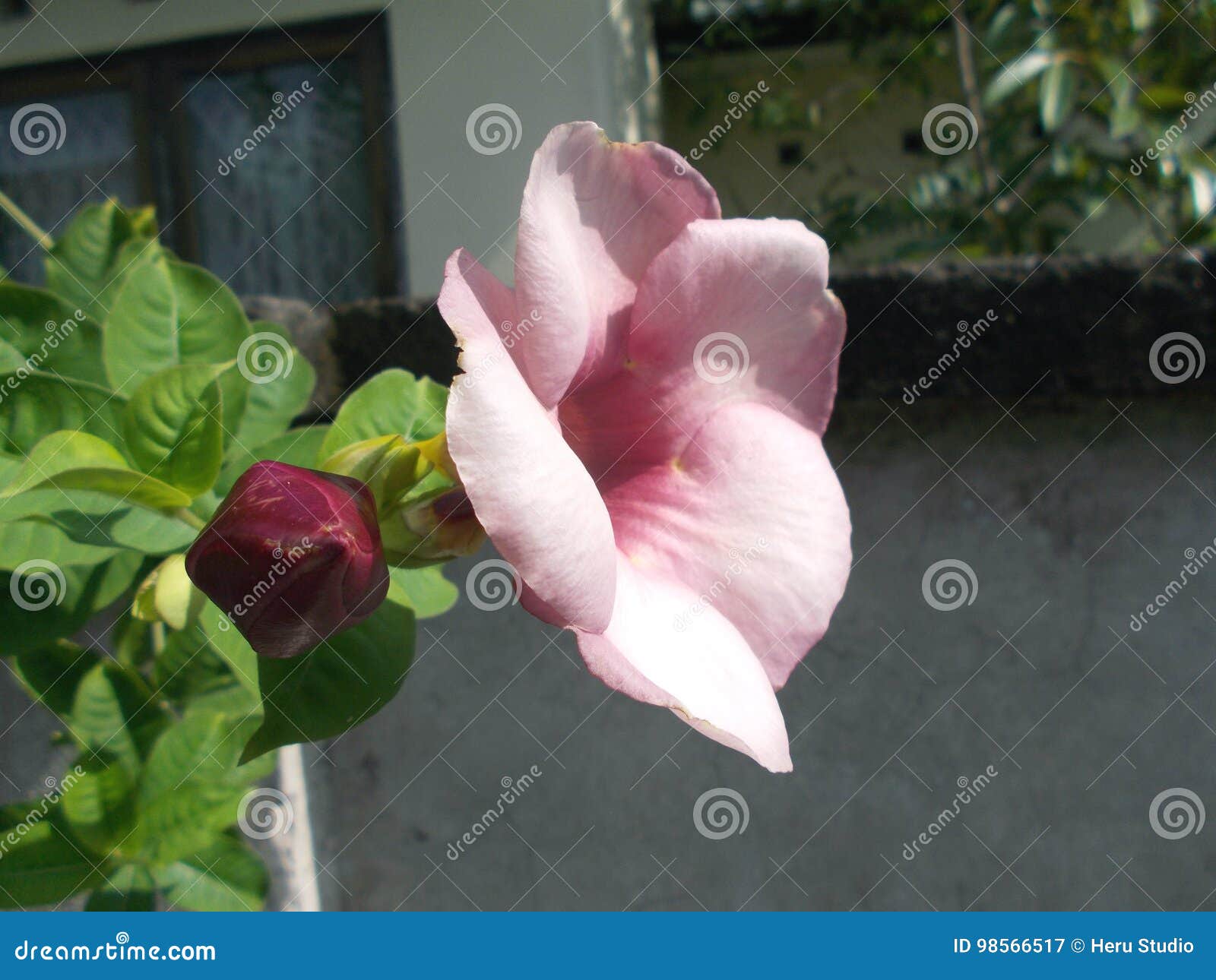 Pink alamanda flowers stock image. Image of blossom, flowering - 98566517