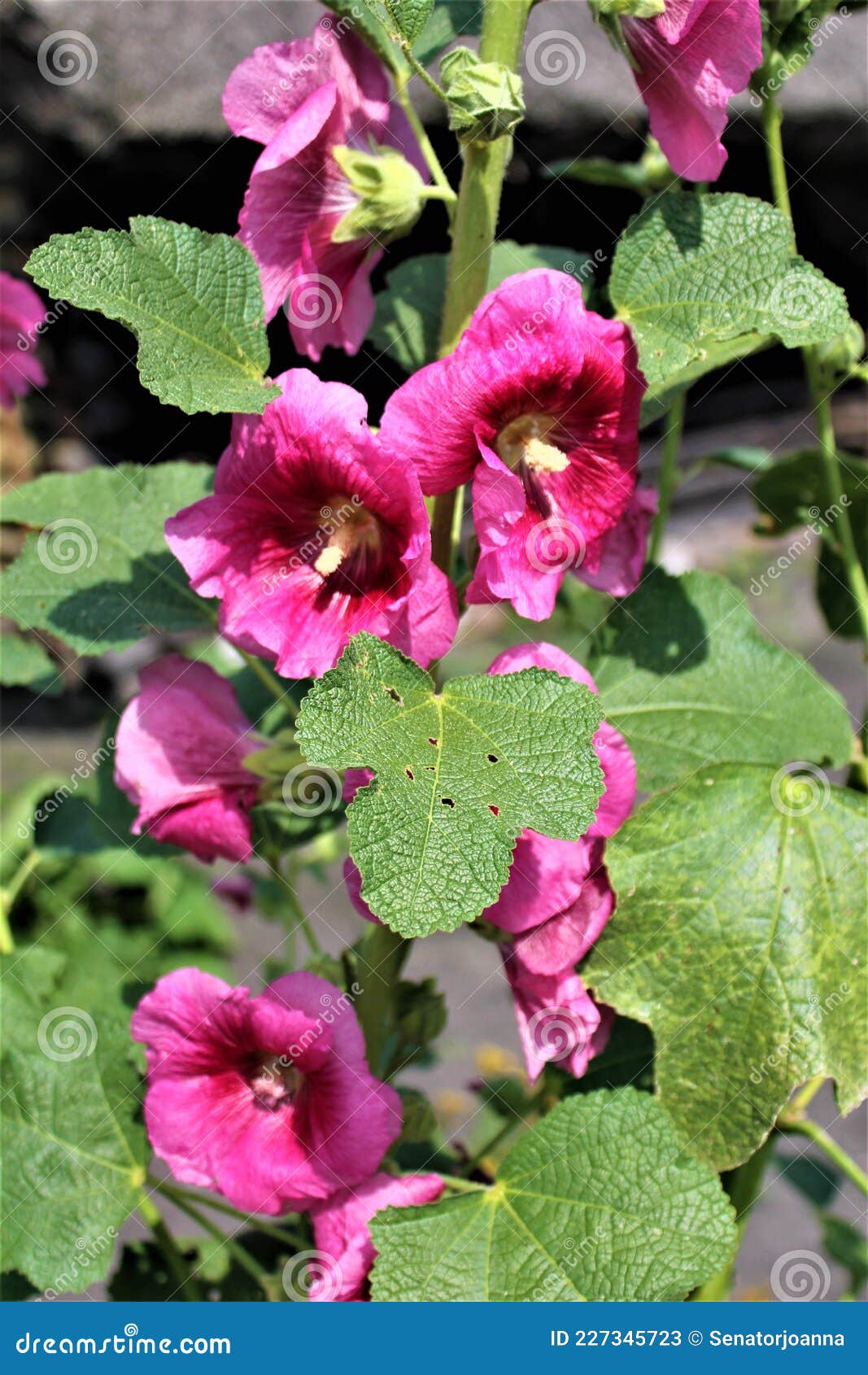 Pink Alcea Flowering in the Garden Stock Image - Image of park, pink ...