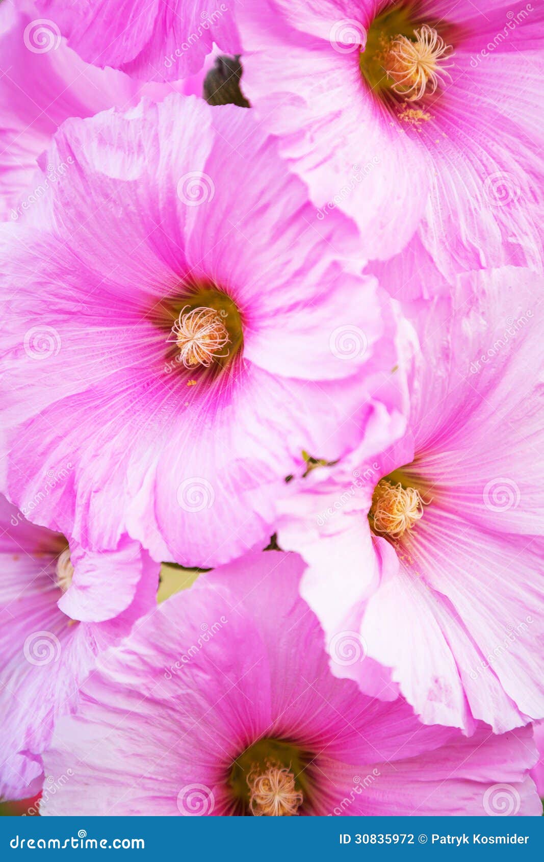 Pink Alcea flowers stock photo. Image of floral, blossom - 30835972