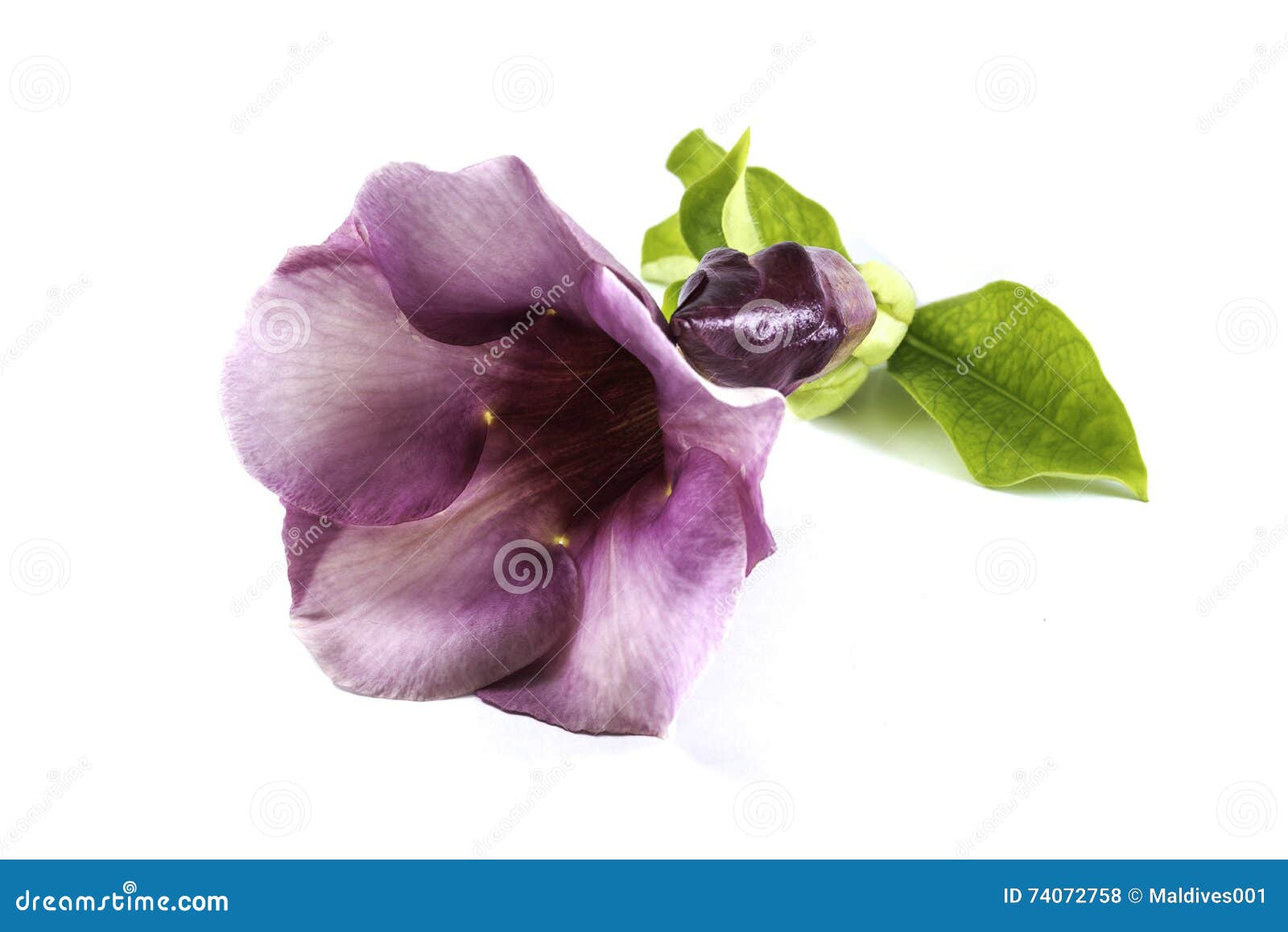 Pink Allamanda stock photo. Image of blossoms, isolated - 74072758