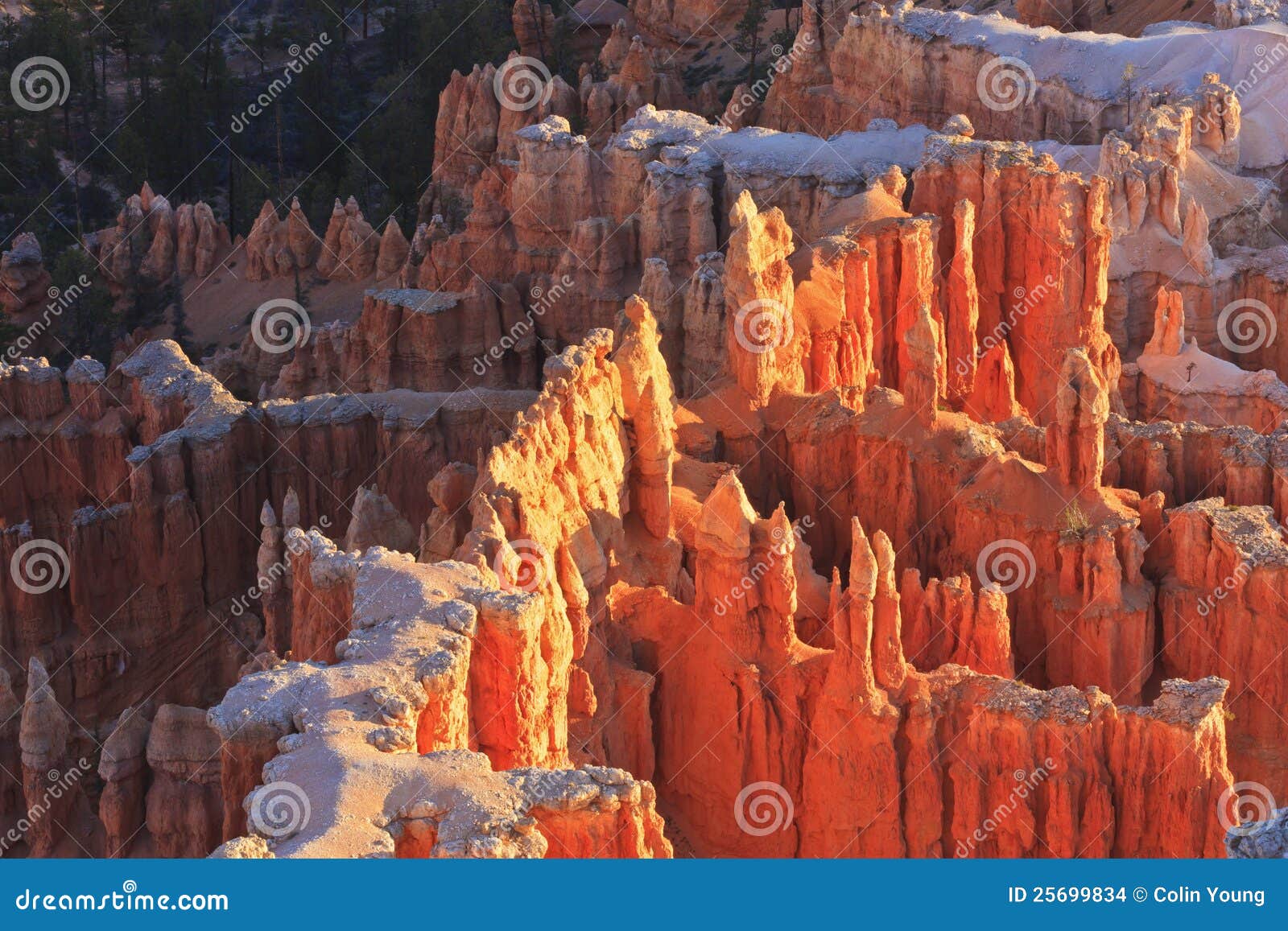 Pink Alligator stock photo. Image of park, america, united - 25699834