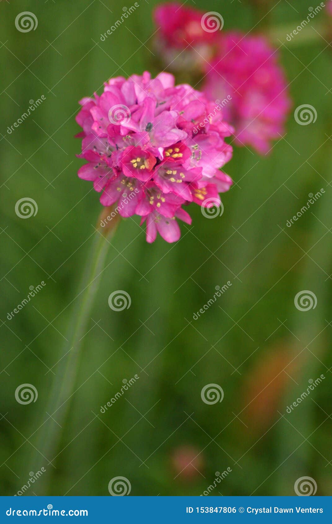 Pink Allium Flowers stock photo. Image of stem, allium - 153847806