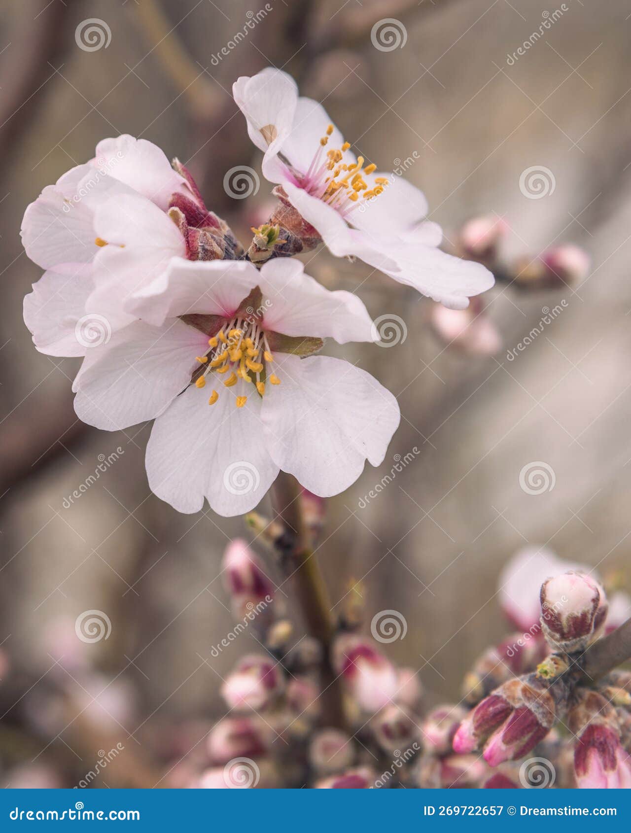 Pink Almond Tree Flowers on Branch in Spring Stock Image - Image of ...