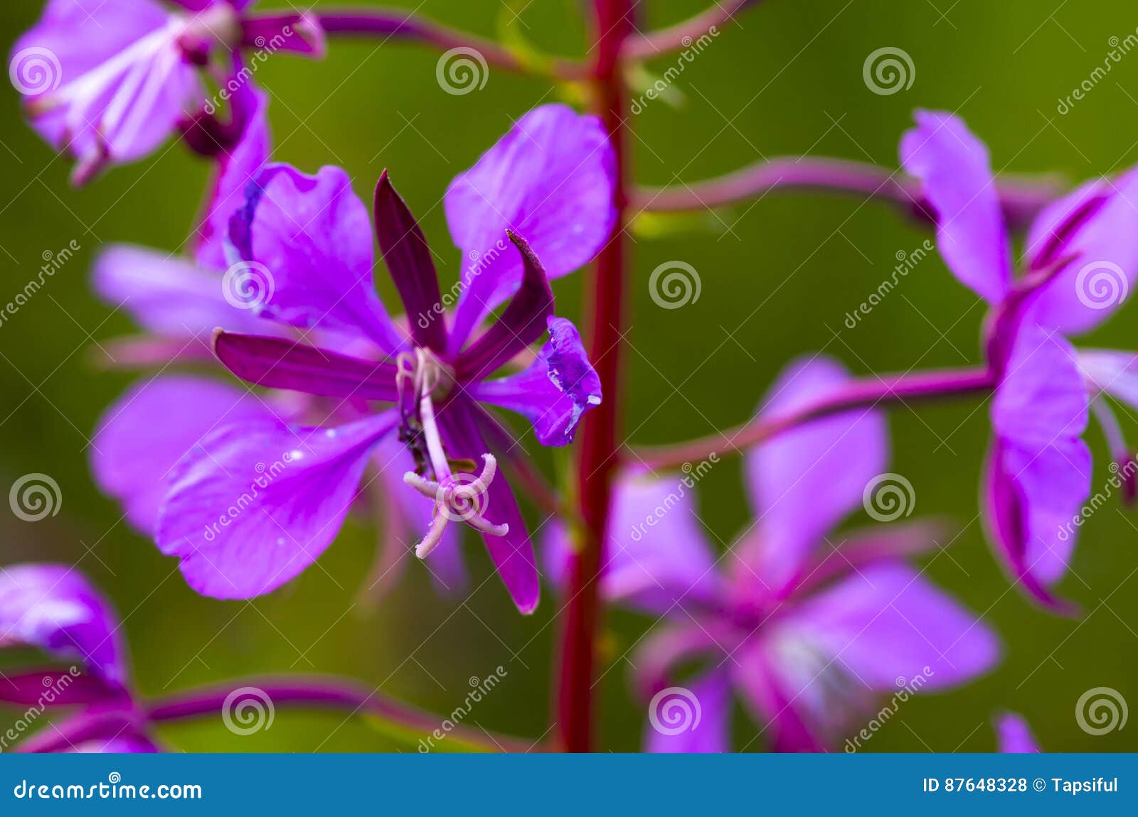 Pink alpine flower stock photo. Image of mountain, botany - 87648328