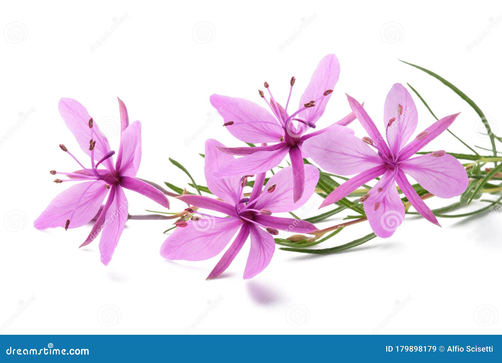 Pink Alpine willowherb stock image. Image of flower - 179898179