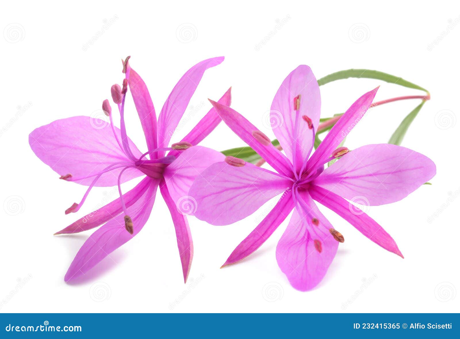 Pink Alpine willowherb stock image. Image of primroses - 232415365