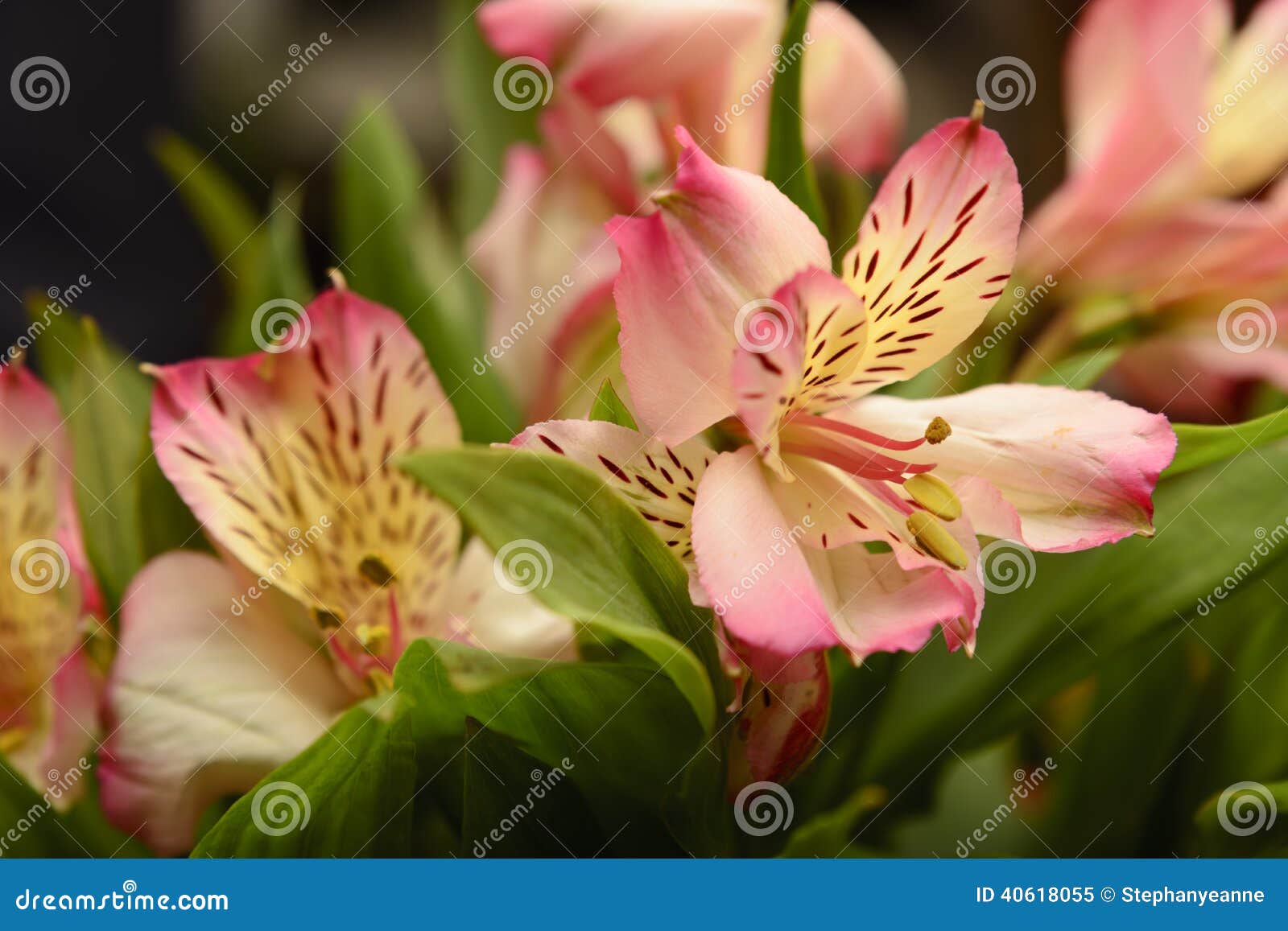 Pink alstroemeria stock image. Image of pink, group, closeup - 40618055