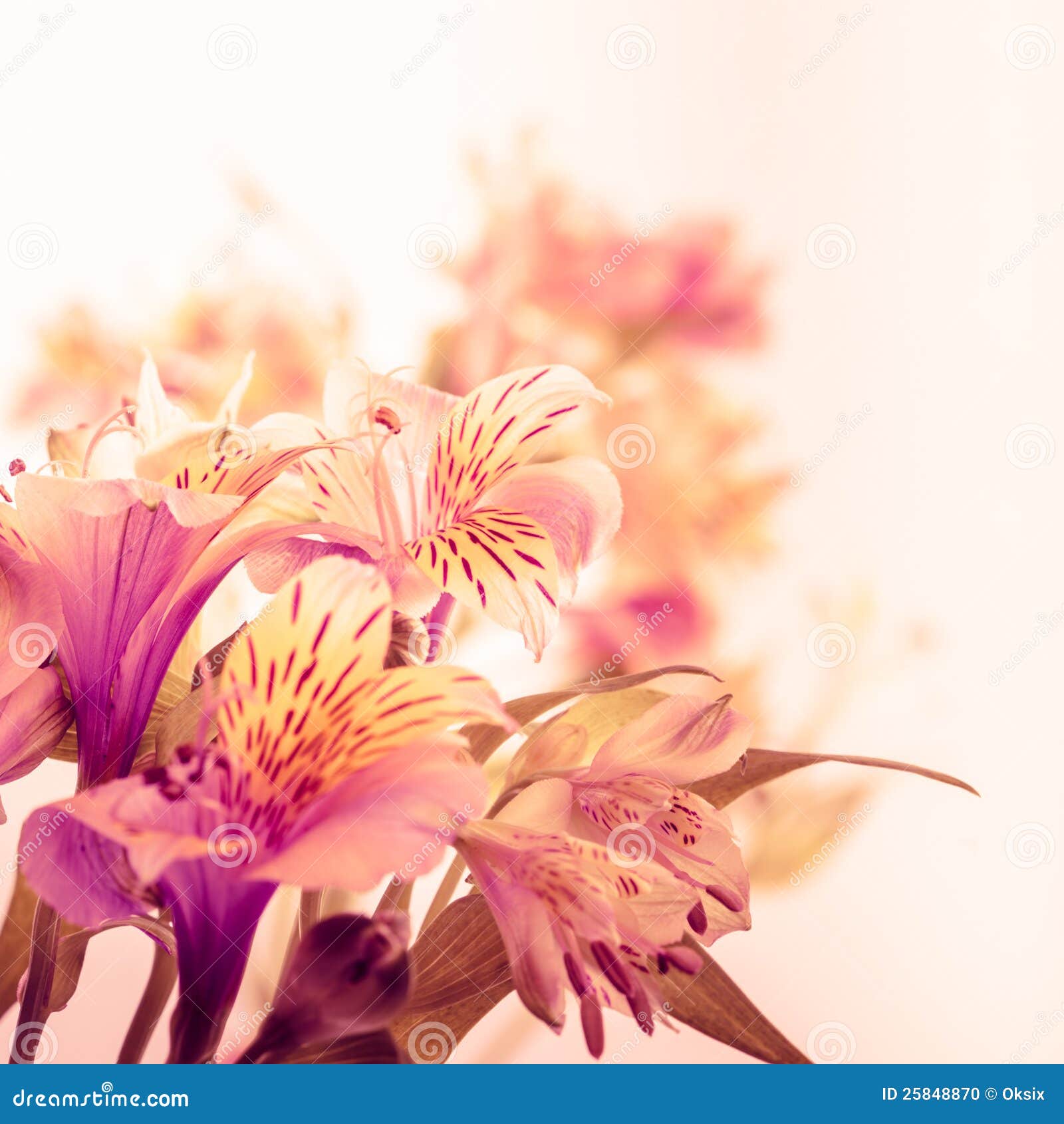Pink alstroemeria isolated stock photo. Image of closeup - 25848870