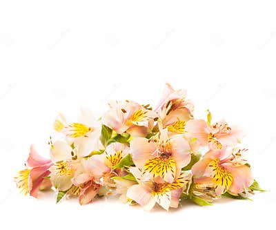 Pink alstroemeria isolated stock photo. Image of gift - 25848894