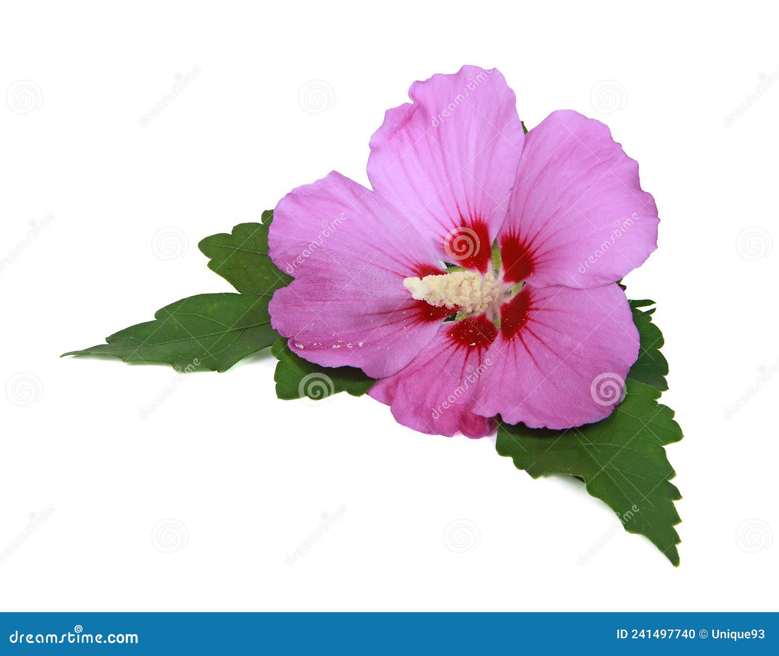 Pink Althea flowers stock photo. Image of macro, blooming - 241497740