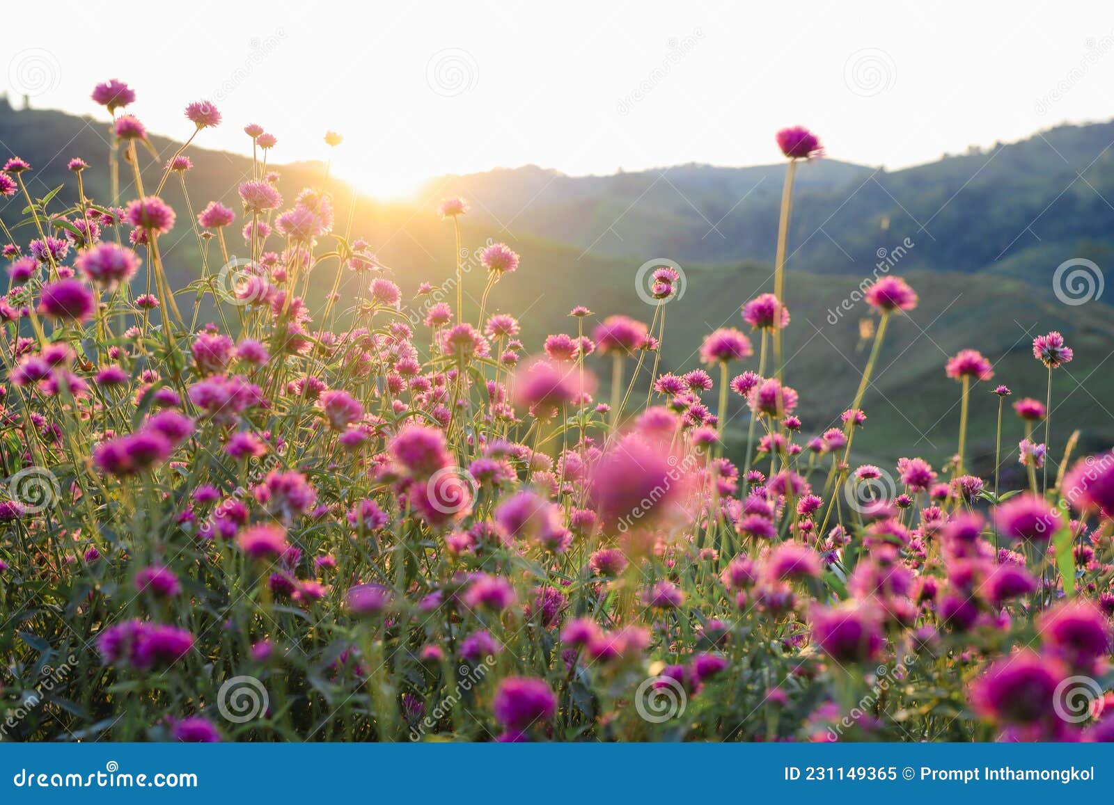 Pink Amaranth with View Sunset Stock Image - Image of pasture ...