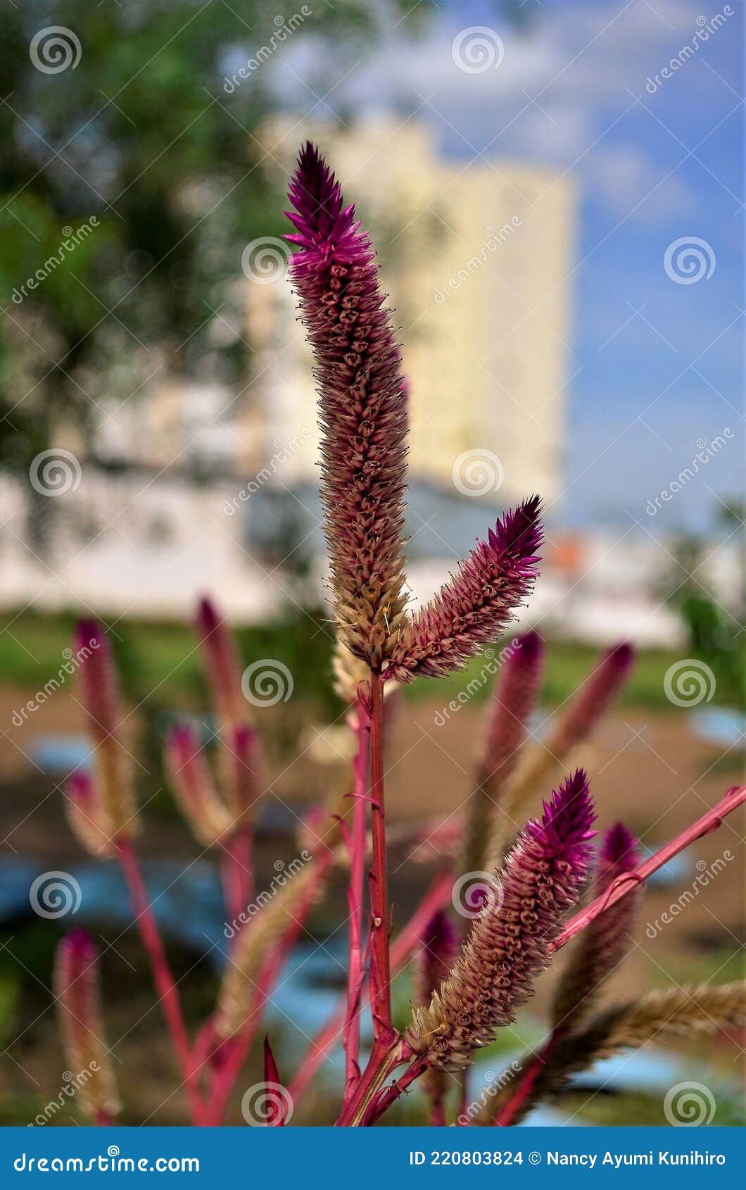 Amaranthus Pink Flower in the Garden Stock Photo - Image of flower ...